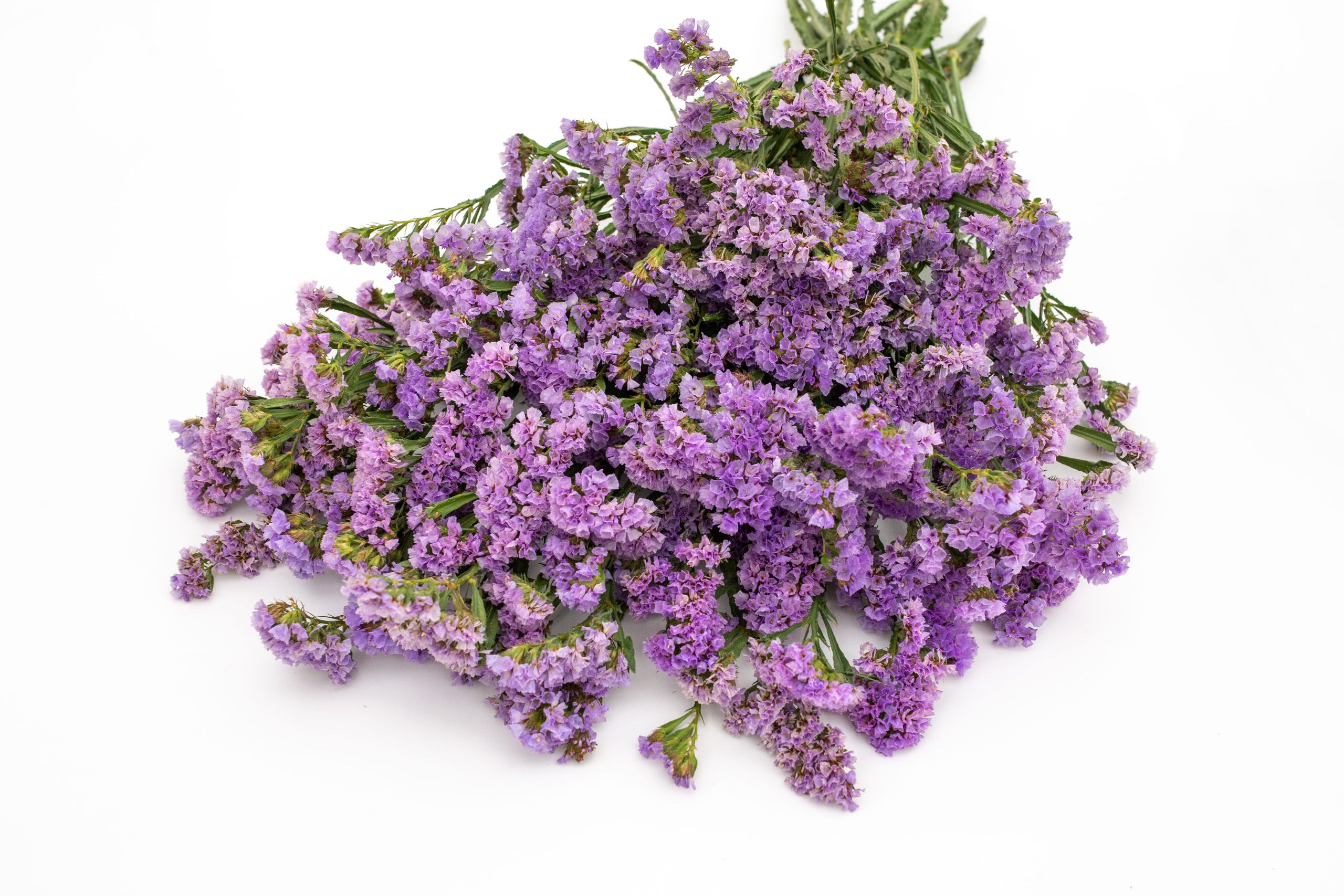 Semena Statice QIS Lavender · Loukykvět