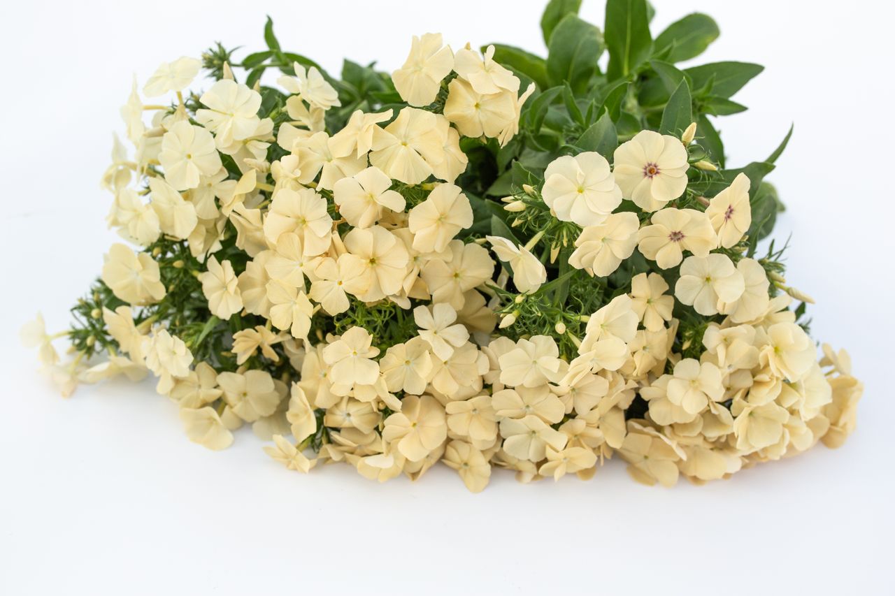 Semena Flox Isabellina · Loukykvět