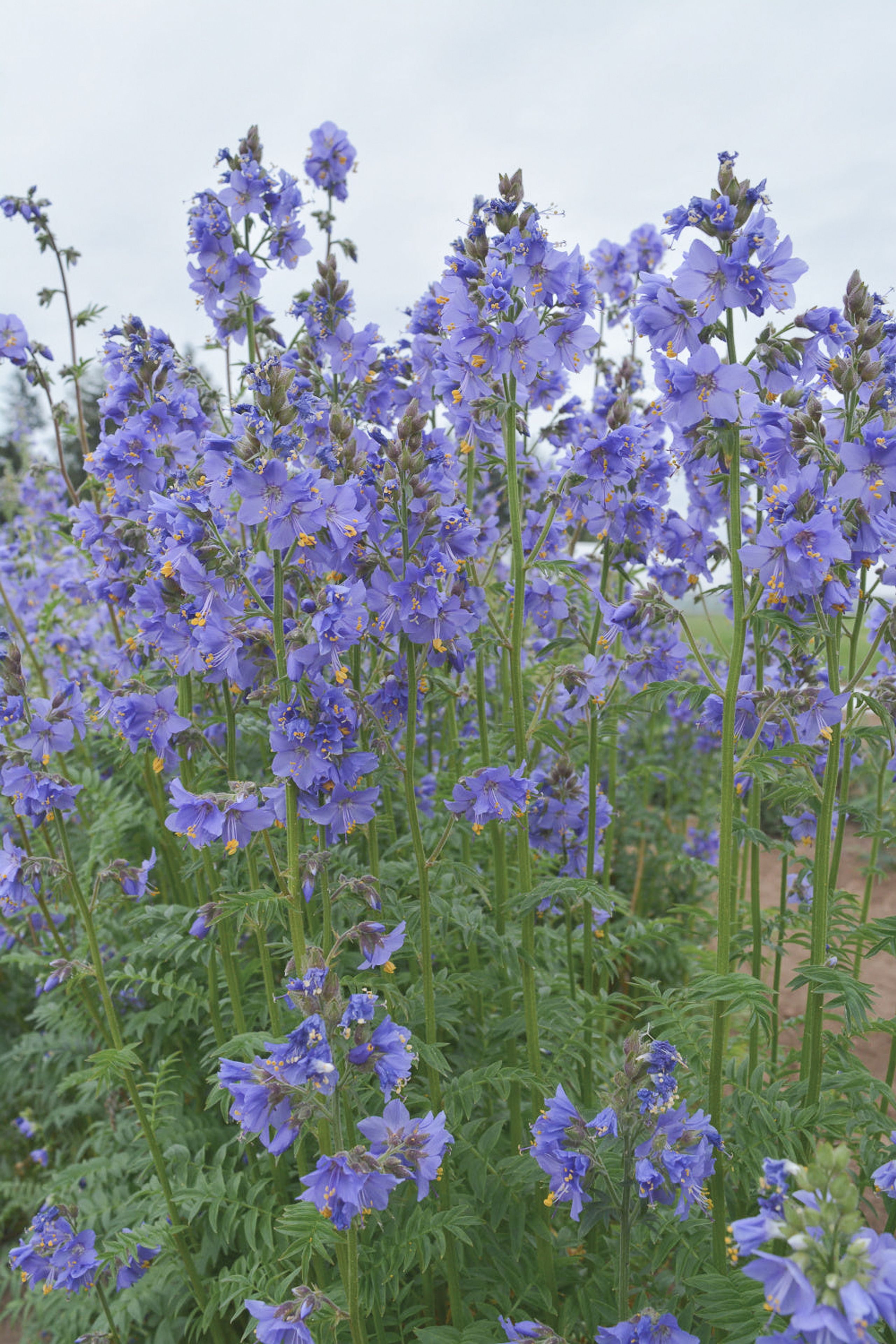 Jirnice Blue Pearl · Loukykvět