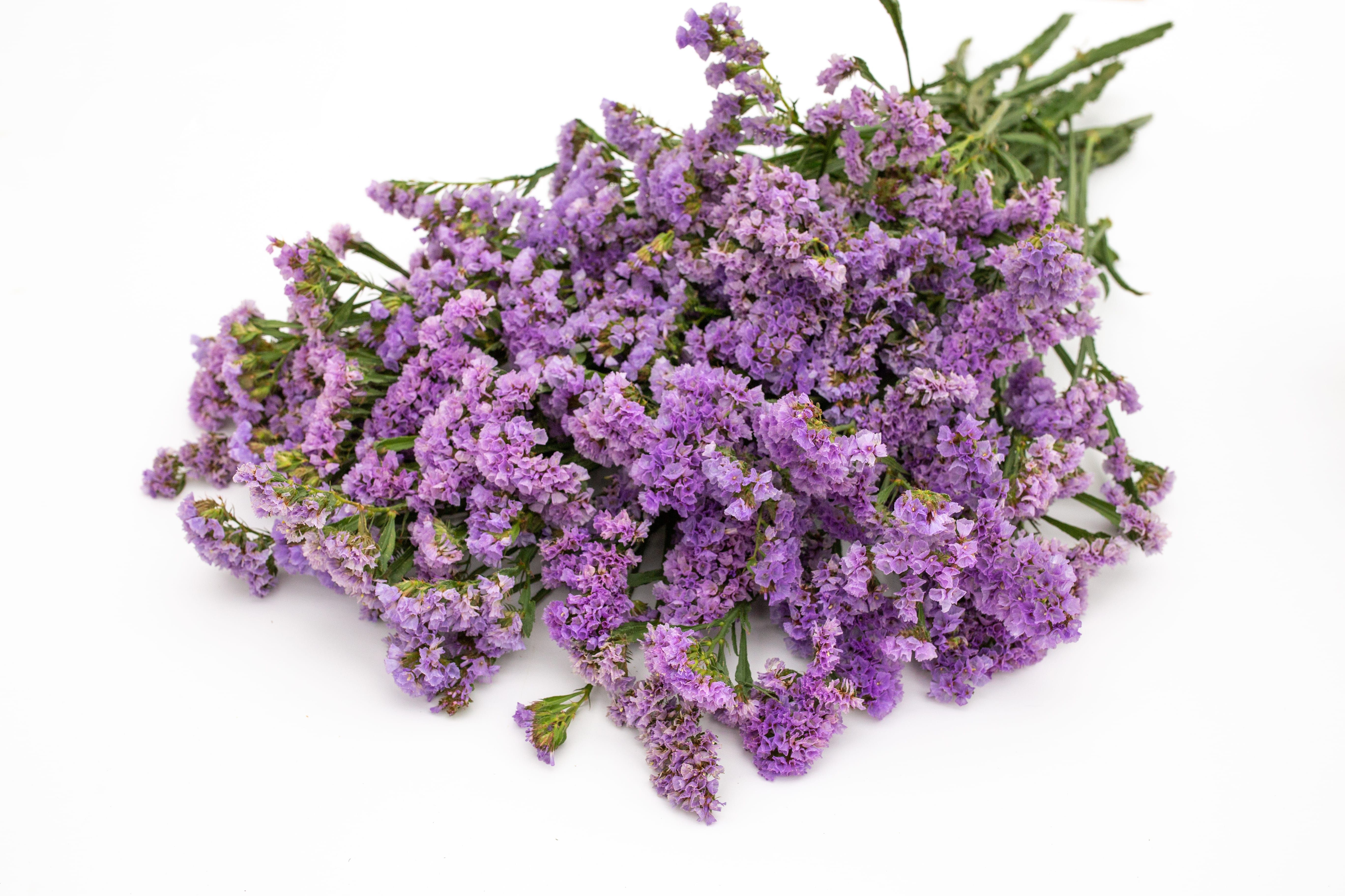 Semena Statice QIS Lavender · Loukykvět