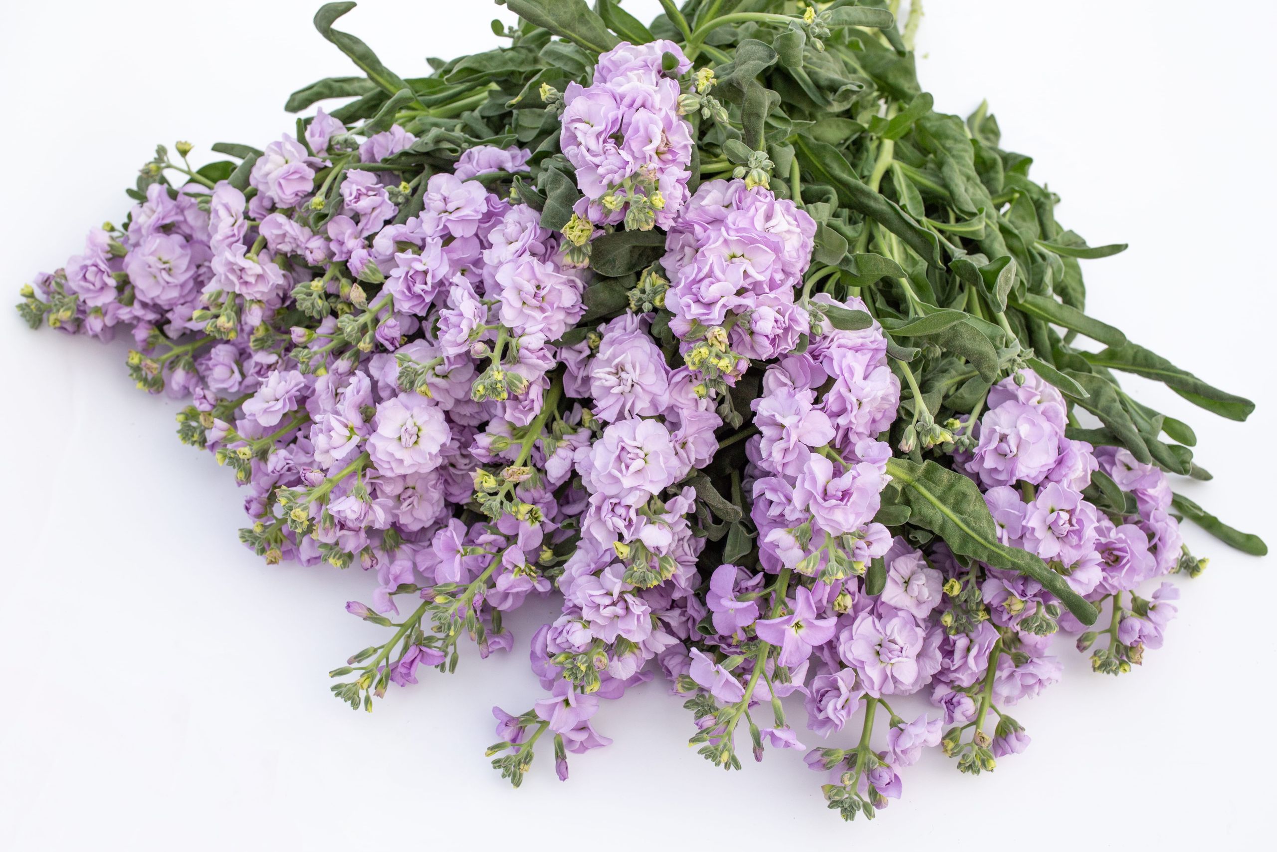 Semena Fiala Quartet Marine · Loukykvět