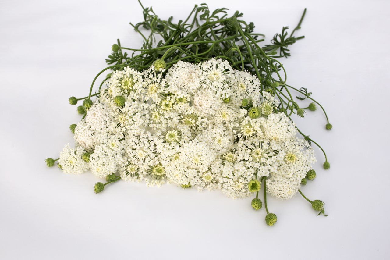 Semena Didiscus Lacy White · Loukykvět