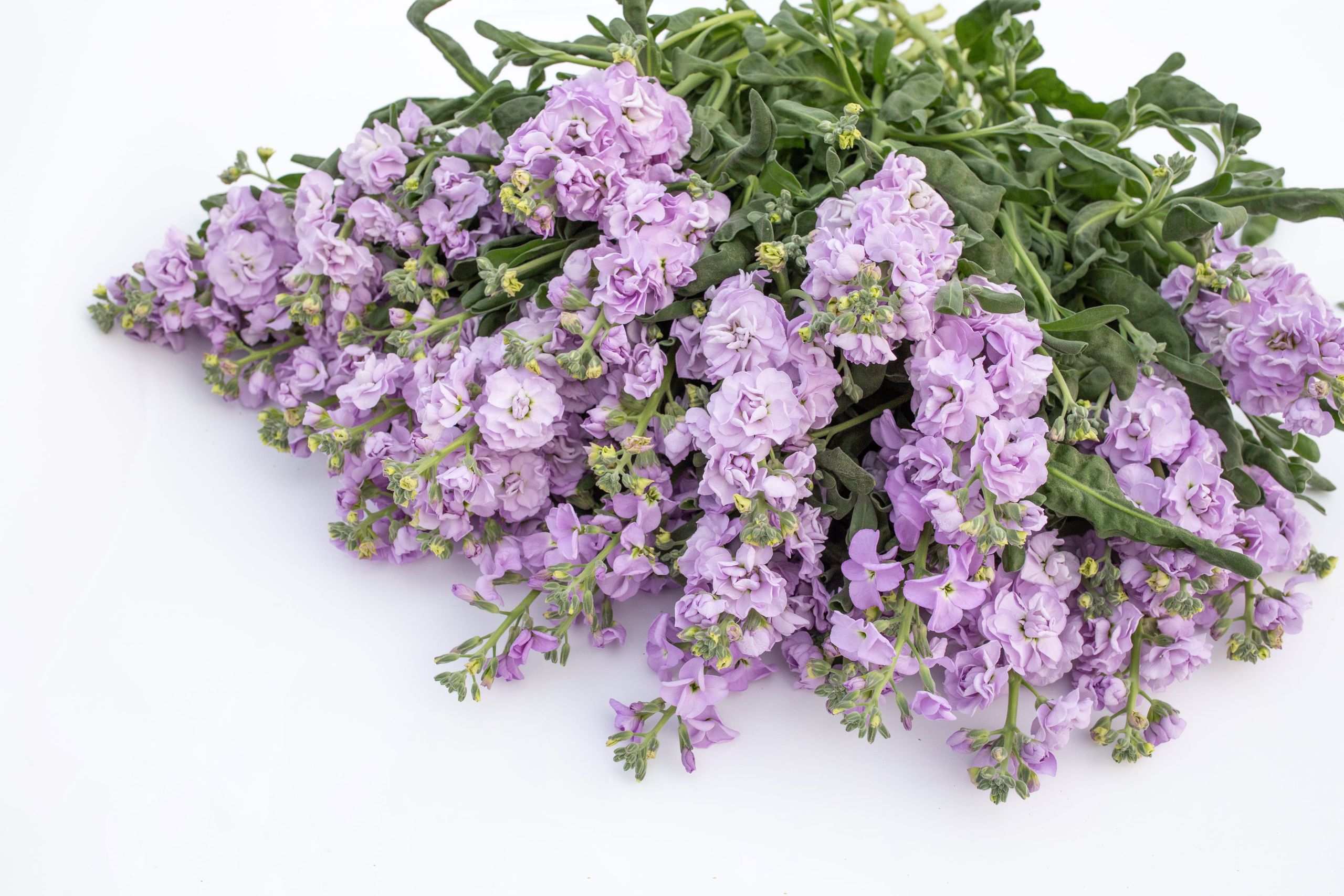 Semena Fiala Quartet Marine · Loukykvět