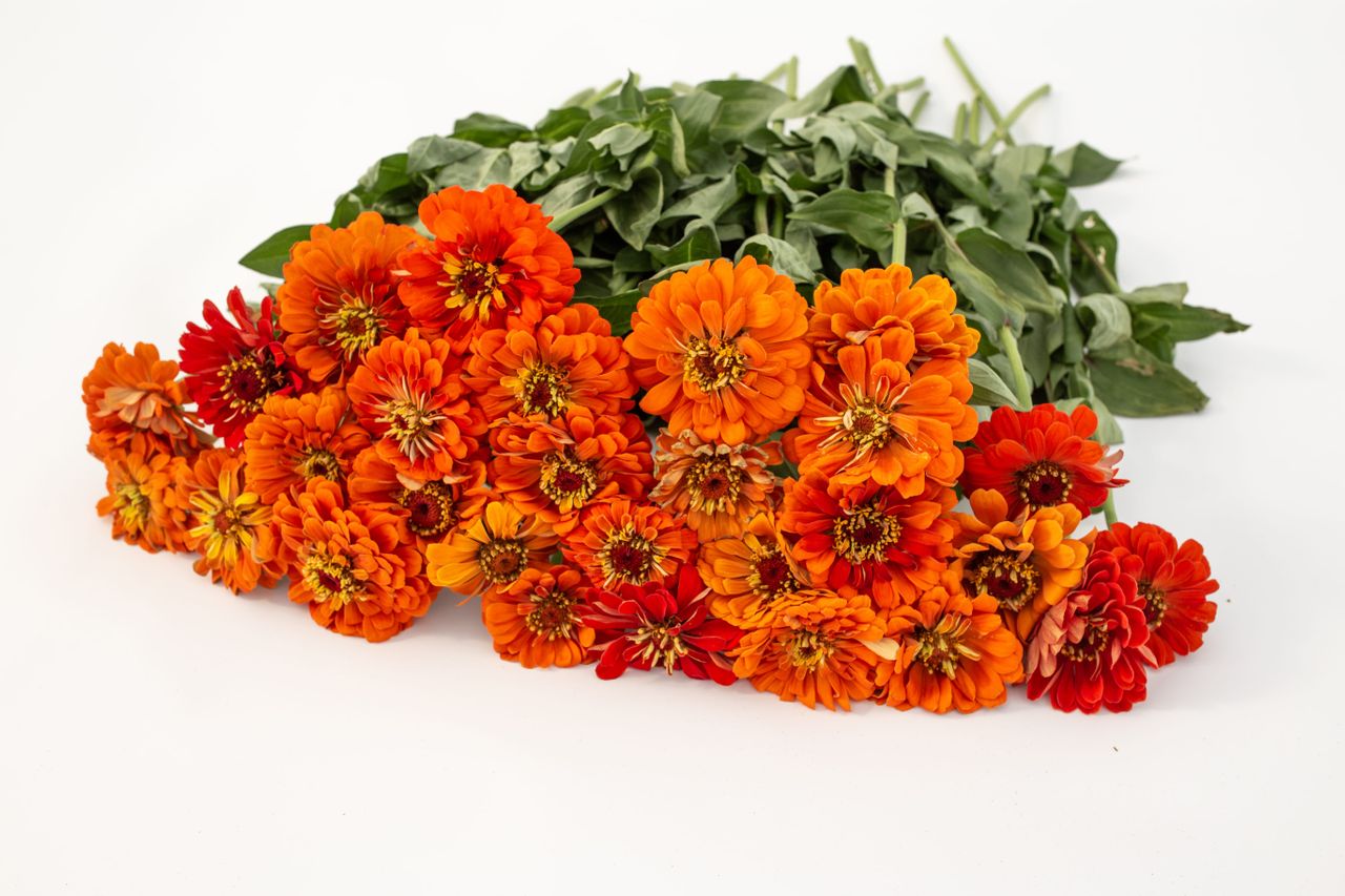 Semena Cínie Super Yoga Orange · Loukykvět