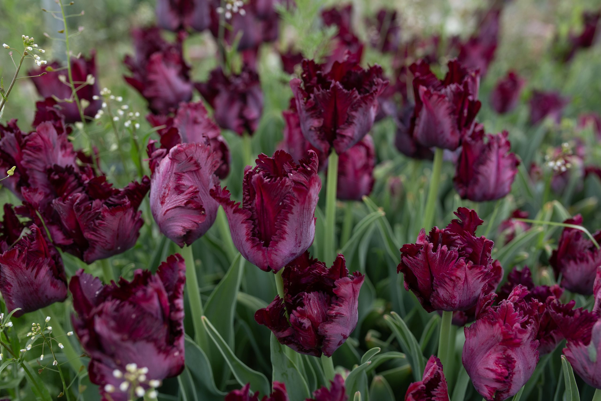Tulipán Black Parrot · Loukykvět