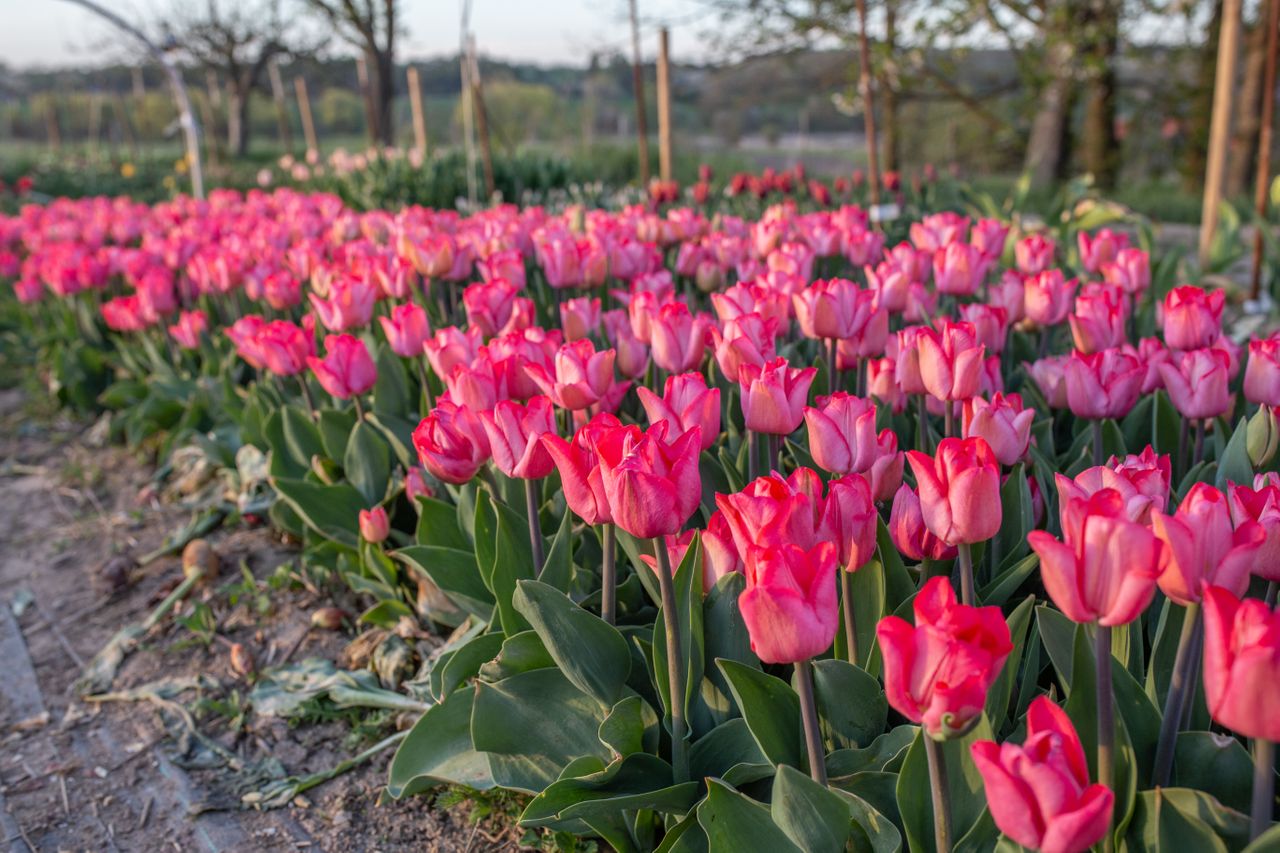 Tulipán Lydia · Loukykvět