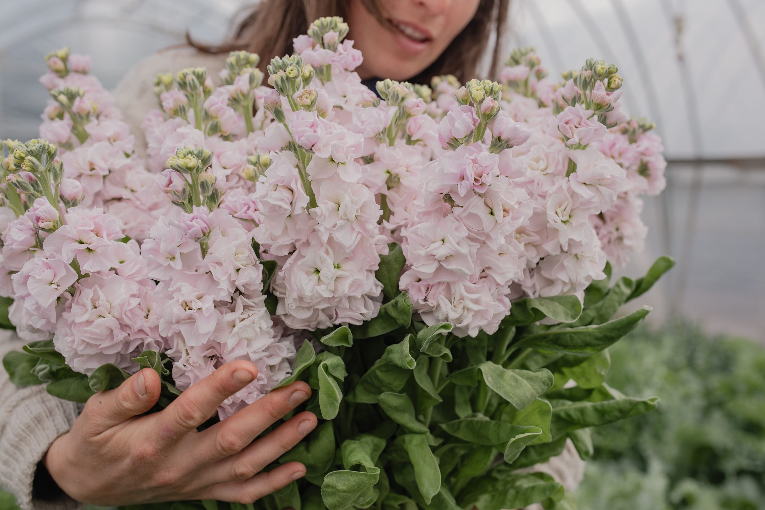 Semena Fiala StoX Silver · Loukykvět