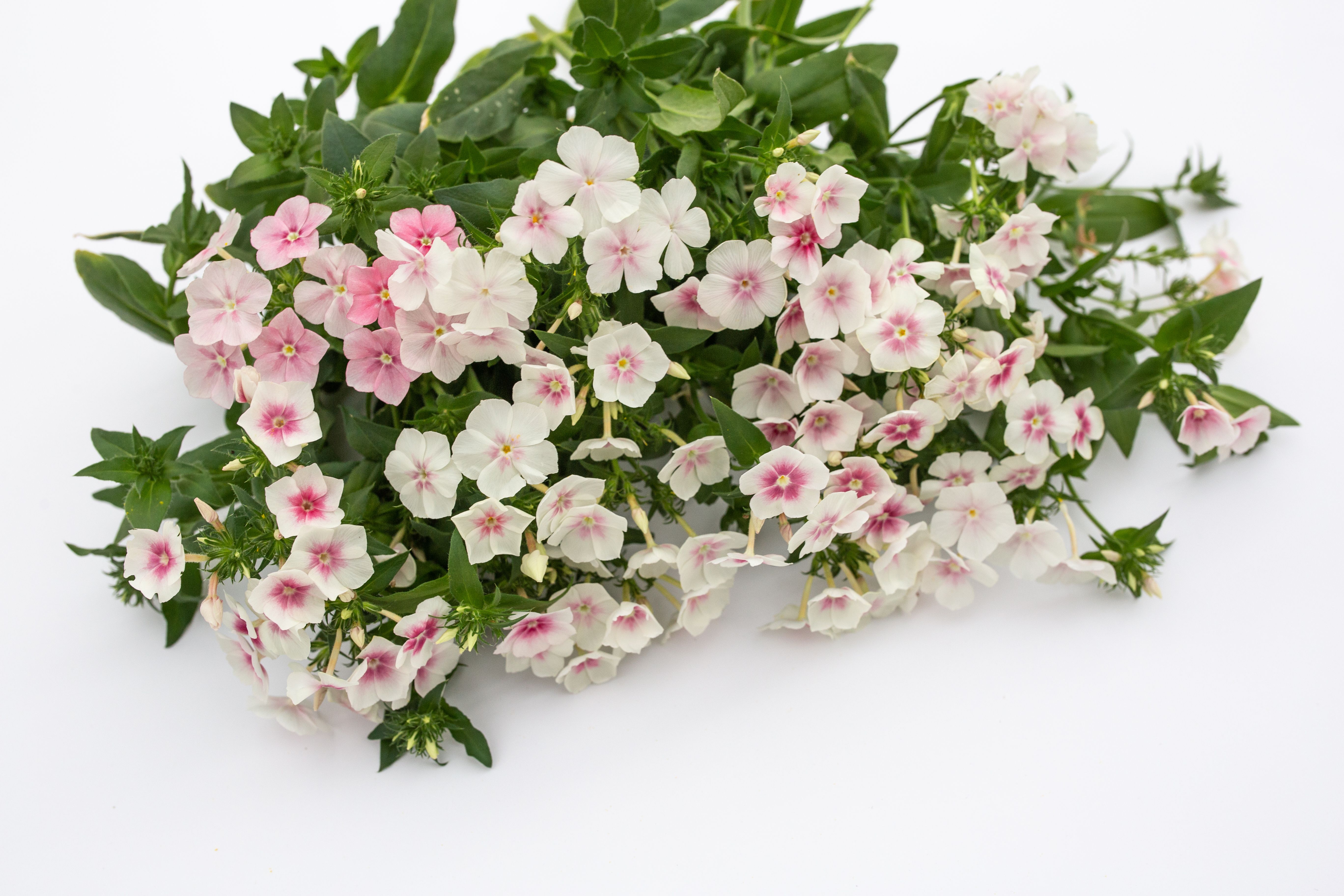 Semena Flox Blushing Bride · Loukykvět