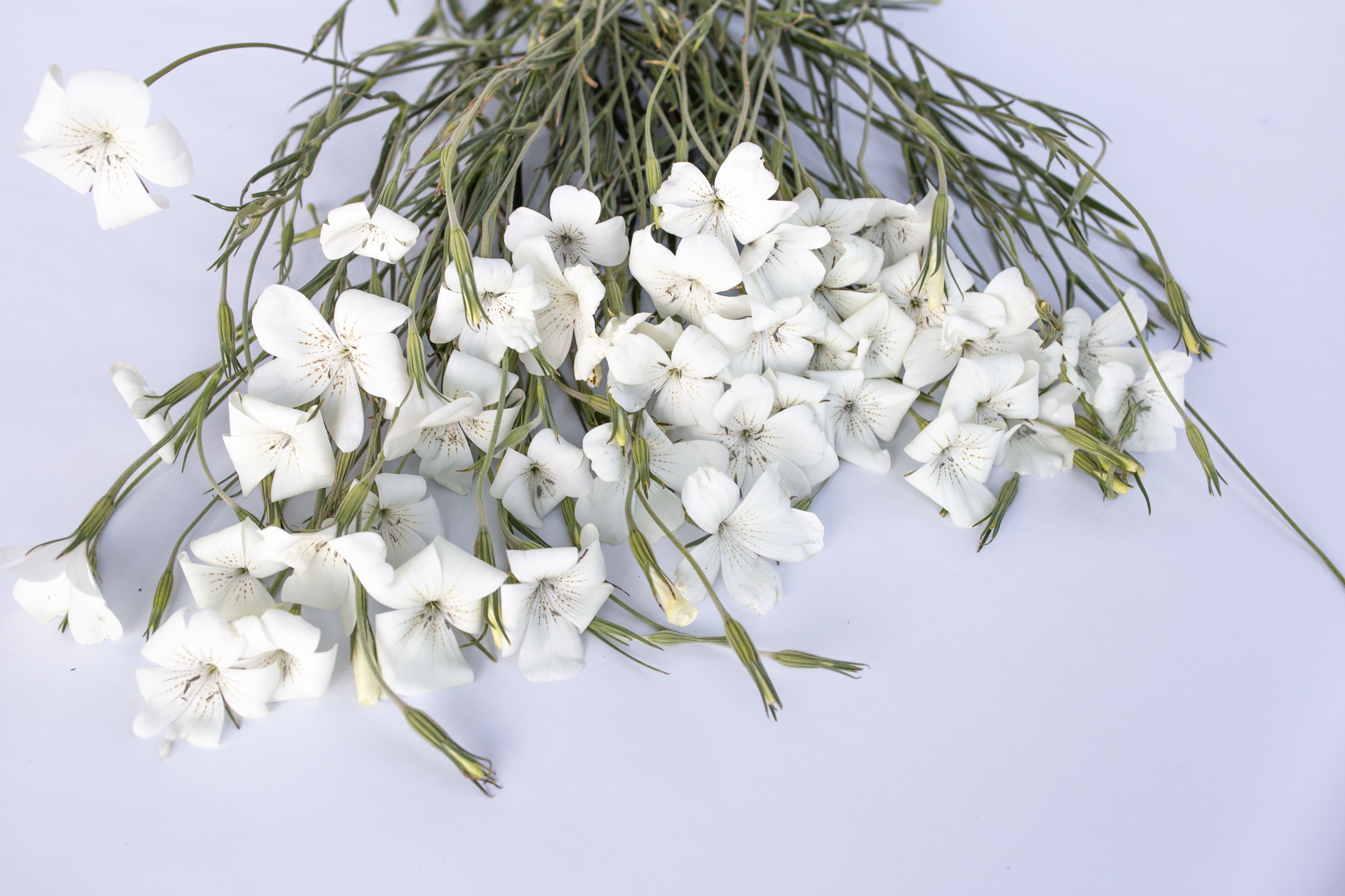 Semena Koukol polní Ocean Pearls · Loukykvět