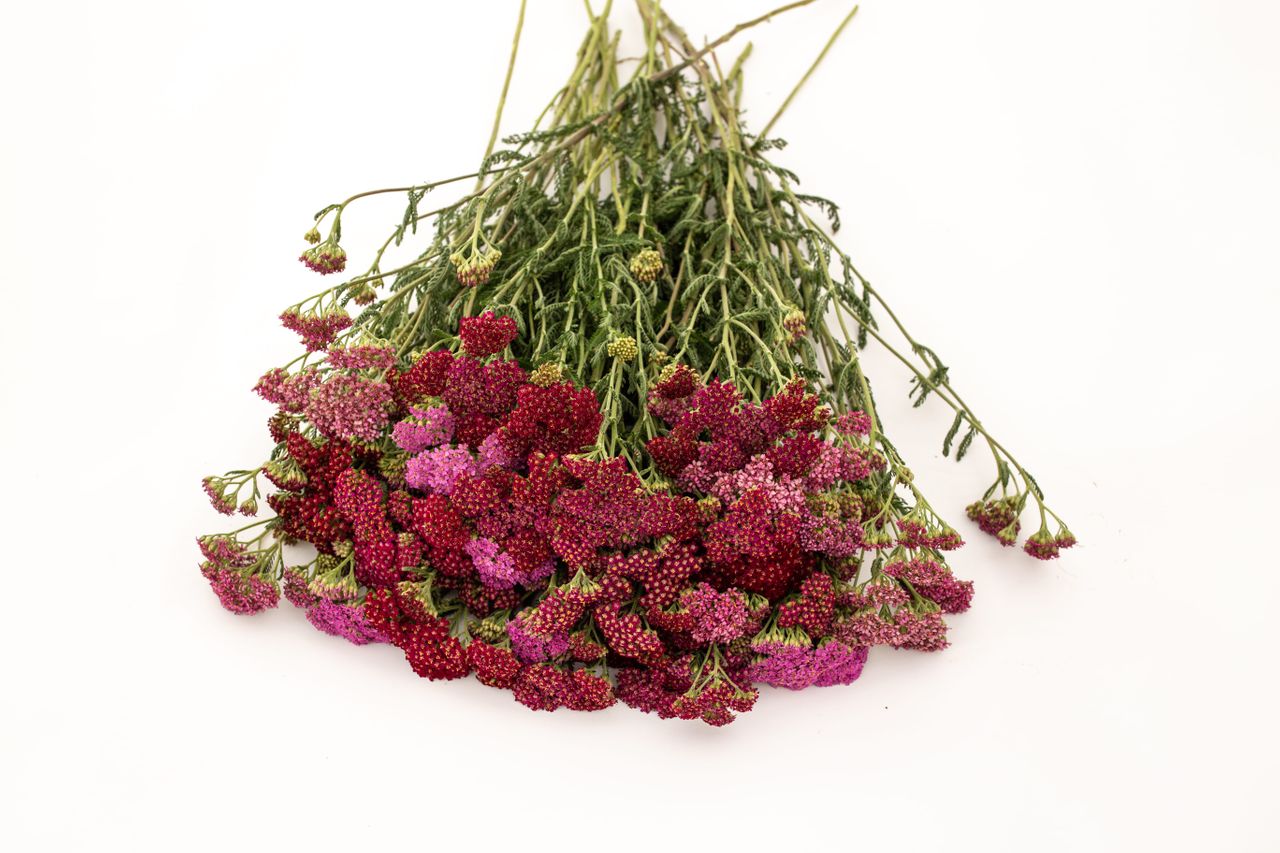 Semena Řebříček Cerise Queen · Loukykvět