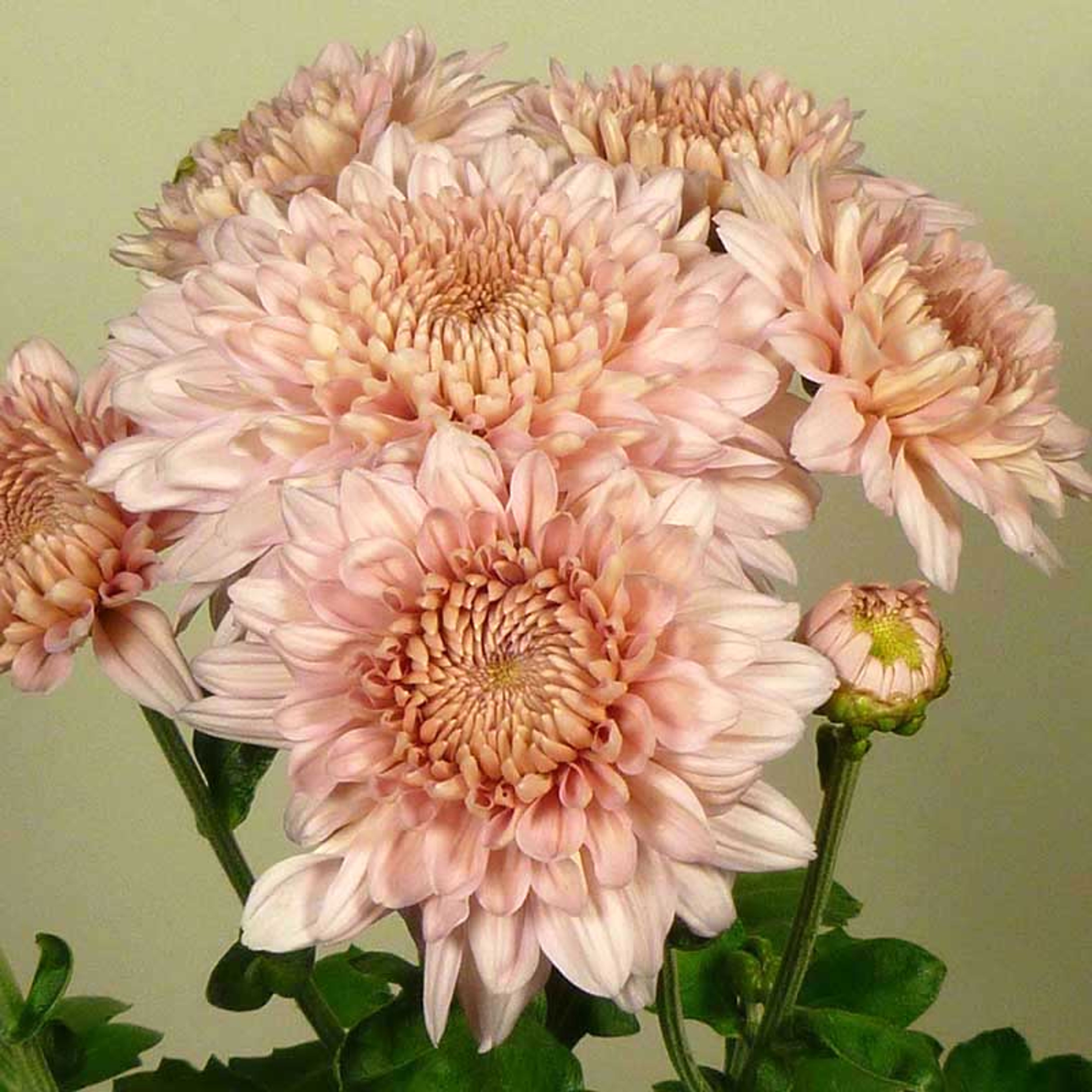 Chryzantéma Gompie Pink · Loukykvět