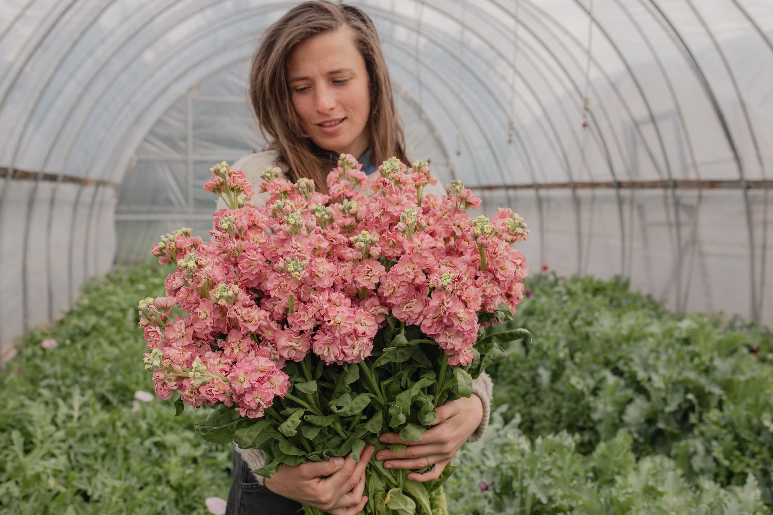 Semena Fiala StoX Antique Rose · Loukykvět