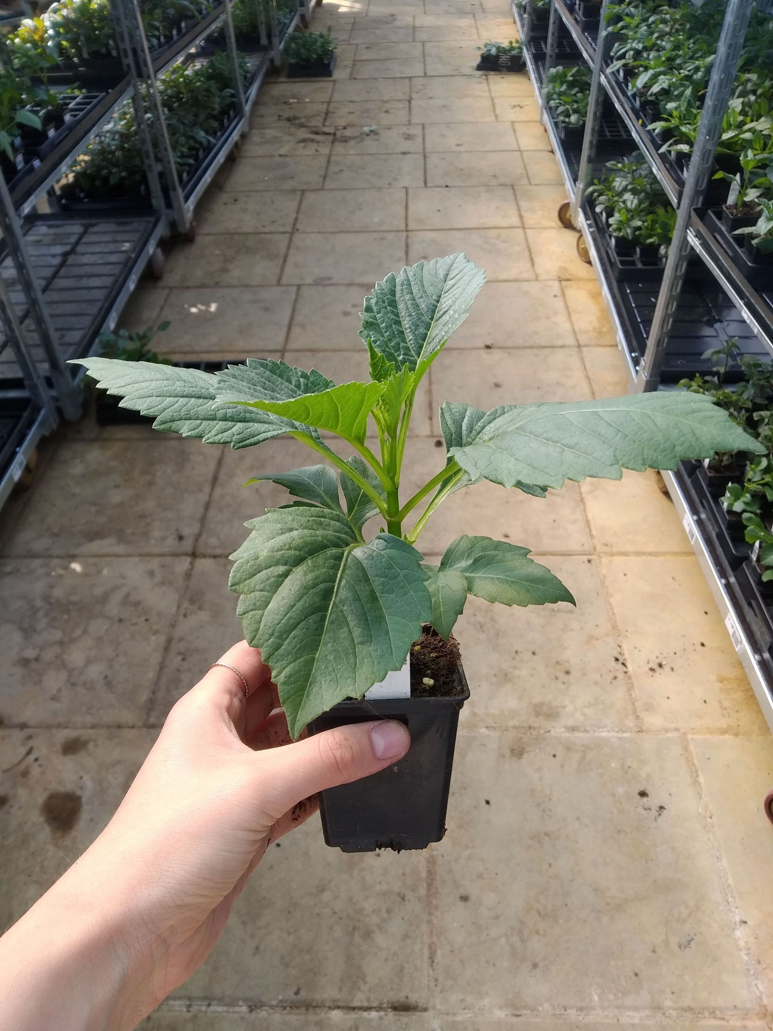 Jiřina Bantling · Loukykvět