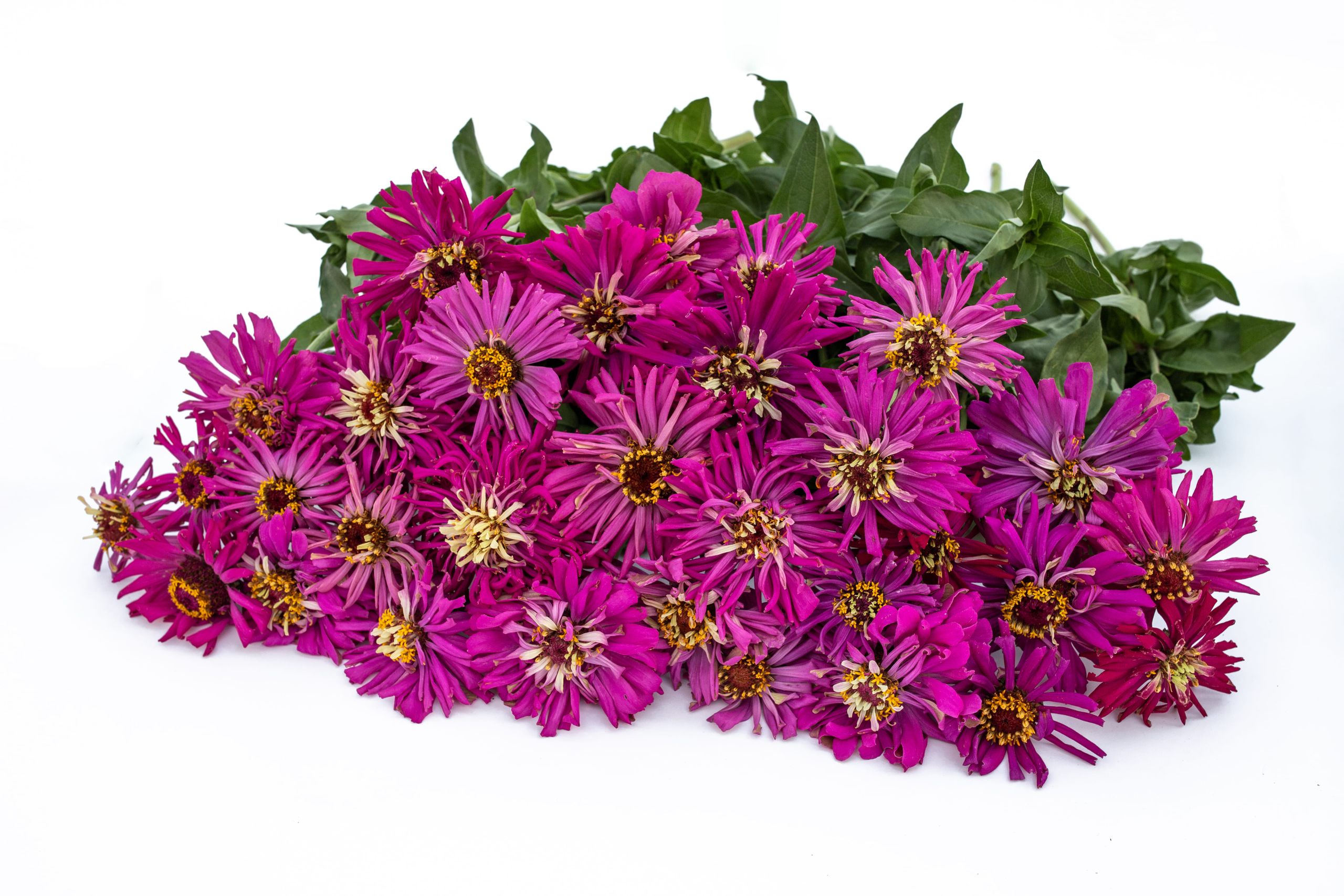 Semena Cínie Super Cactus Lilac Em­peror · Loukykvět