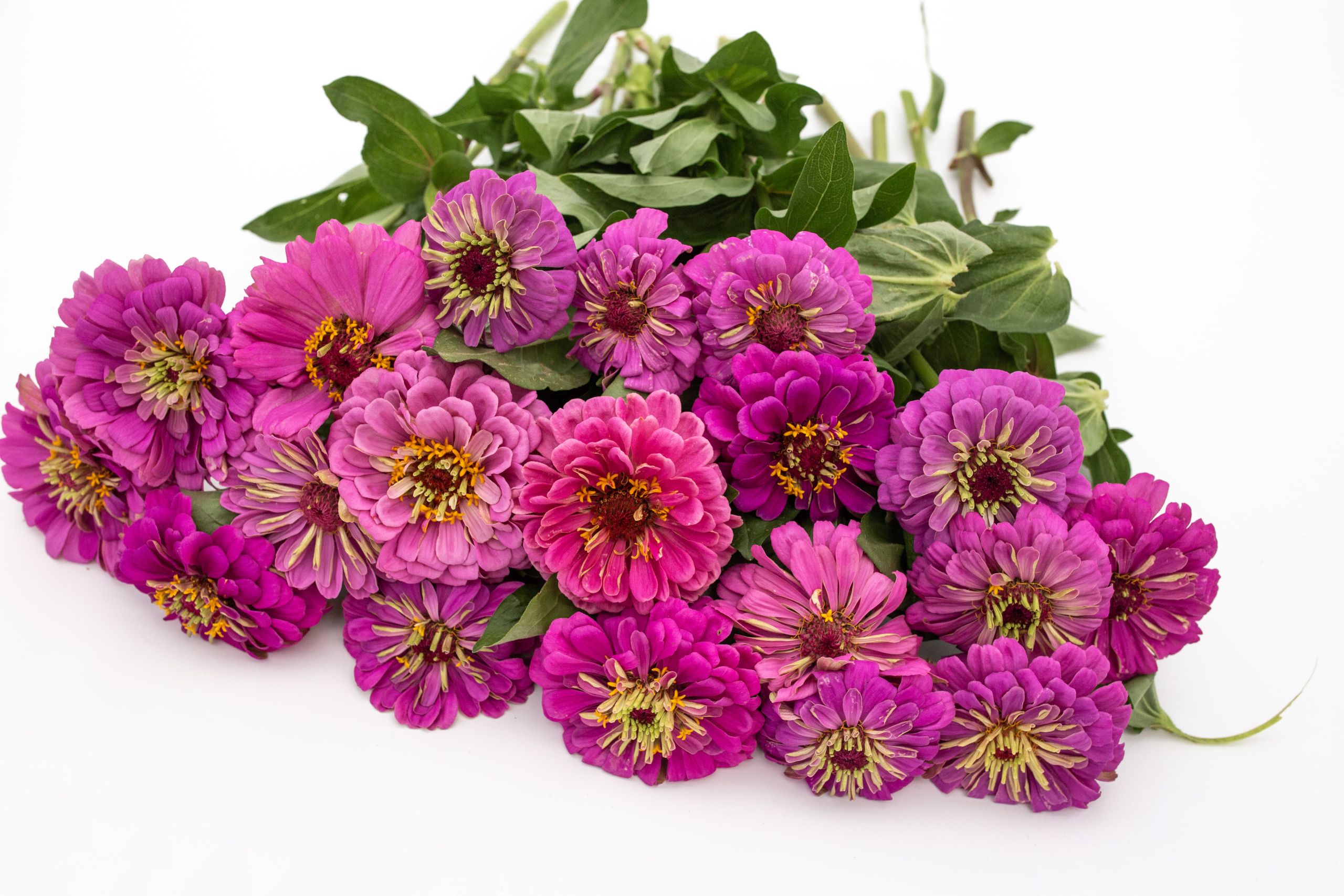 Semena Cínie Benary’s Giant Lilac · Loukykvět