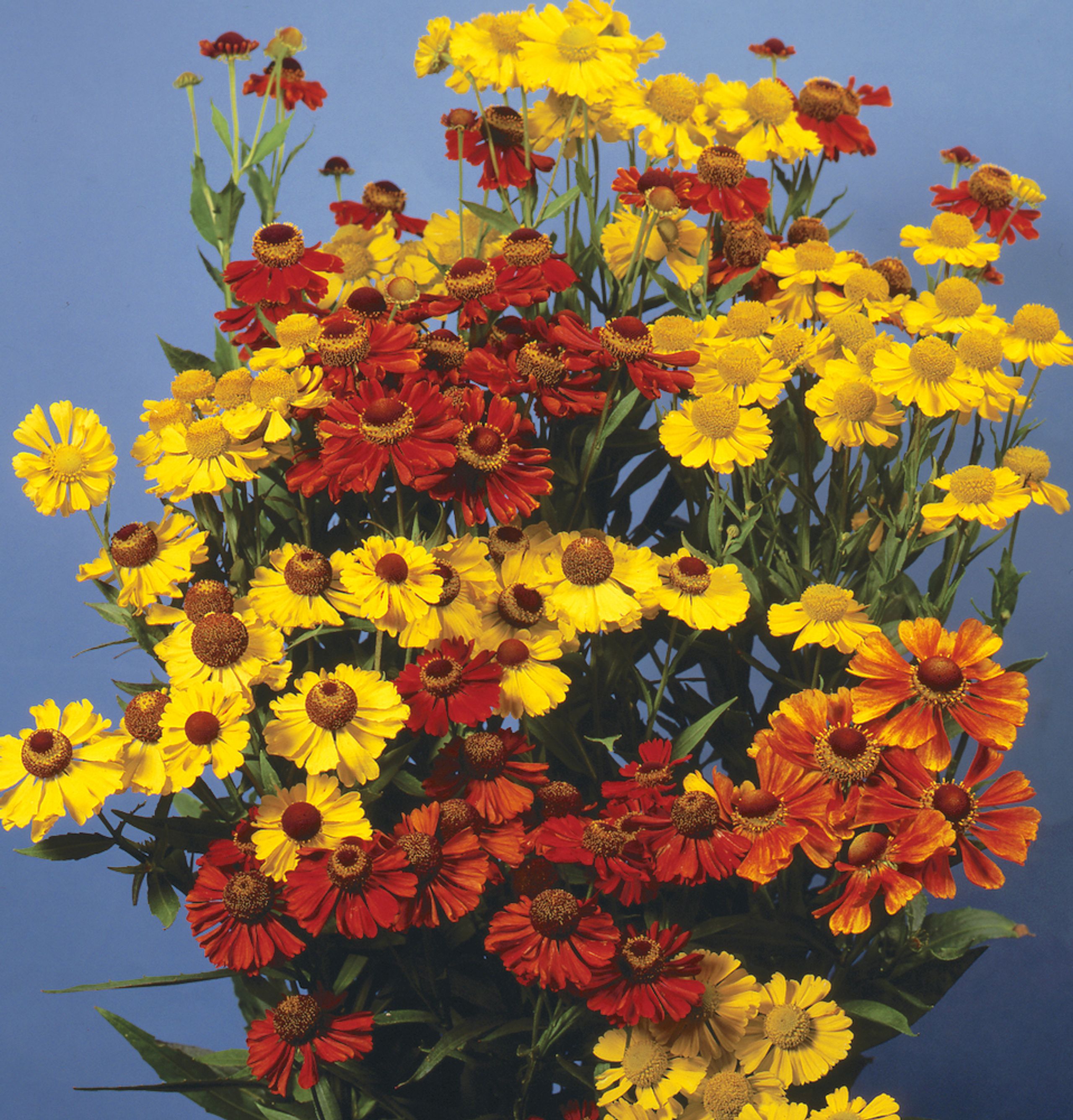 Záplevák Helena Gold · Loukykvět