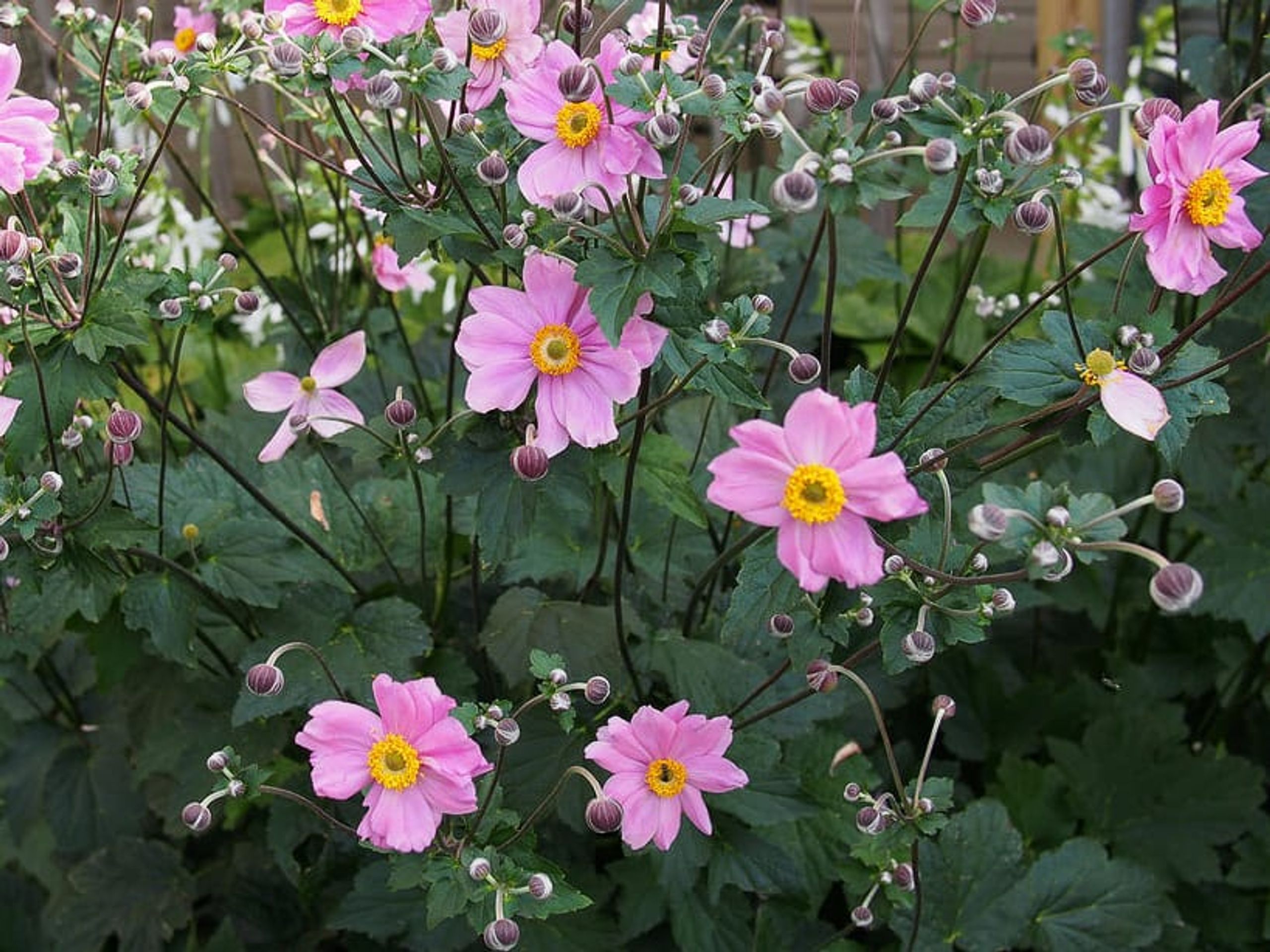 Sasanka japonská Serenade · Loukykvět