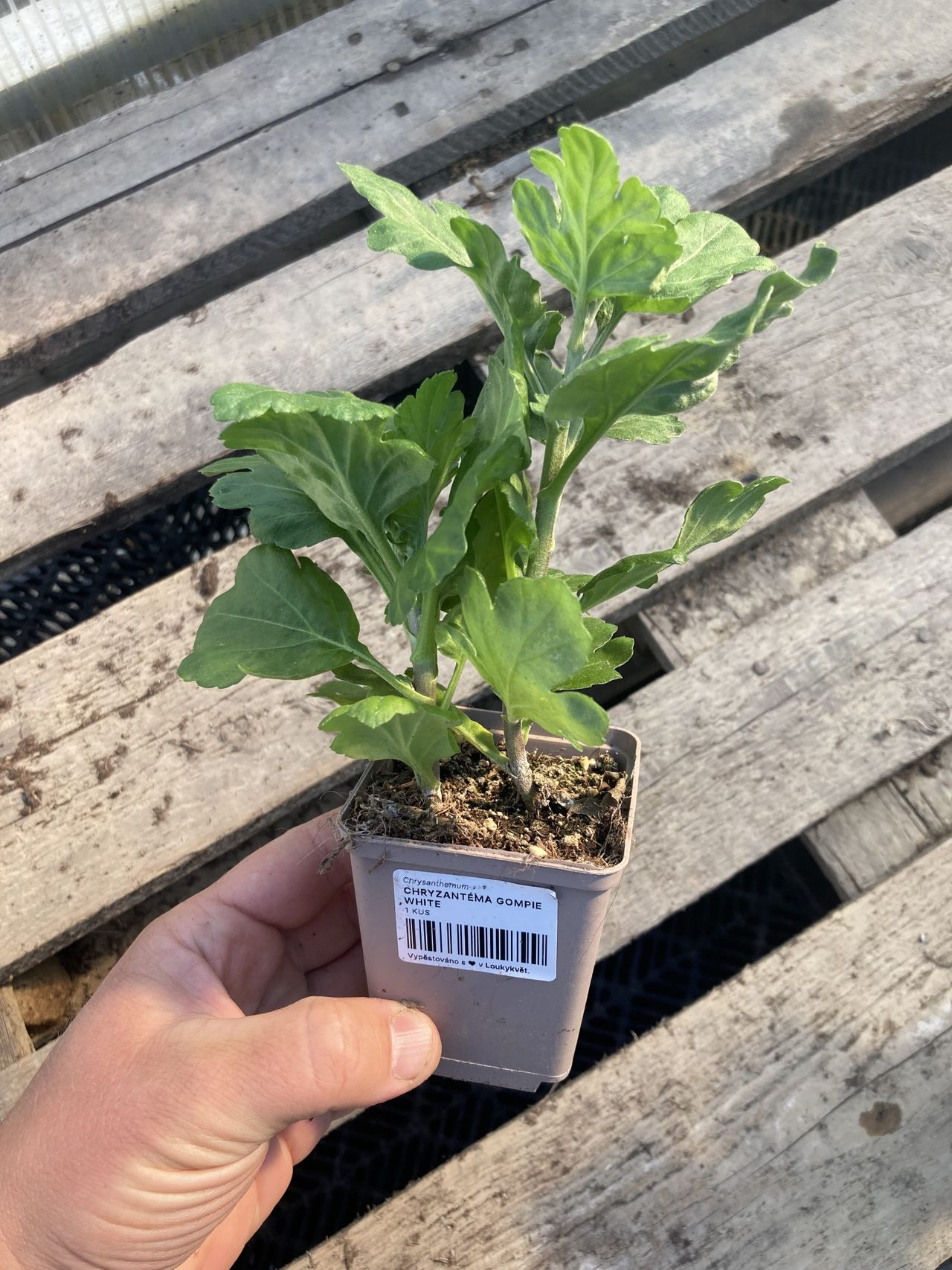 Chryzantéma Gompie White · Loukykvět