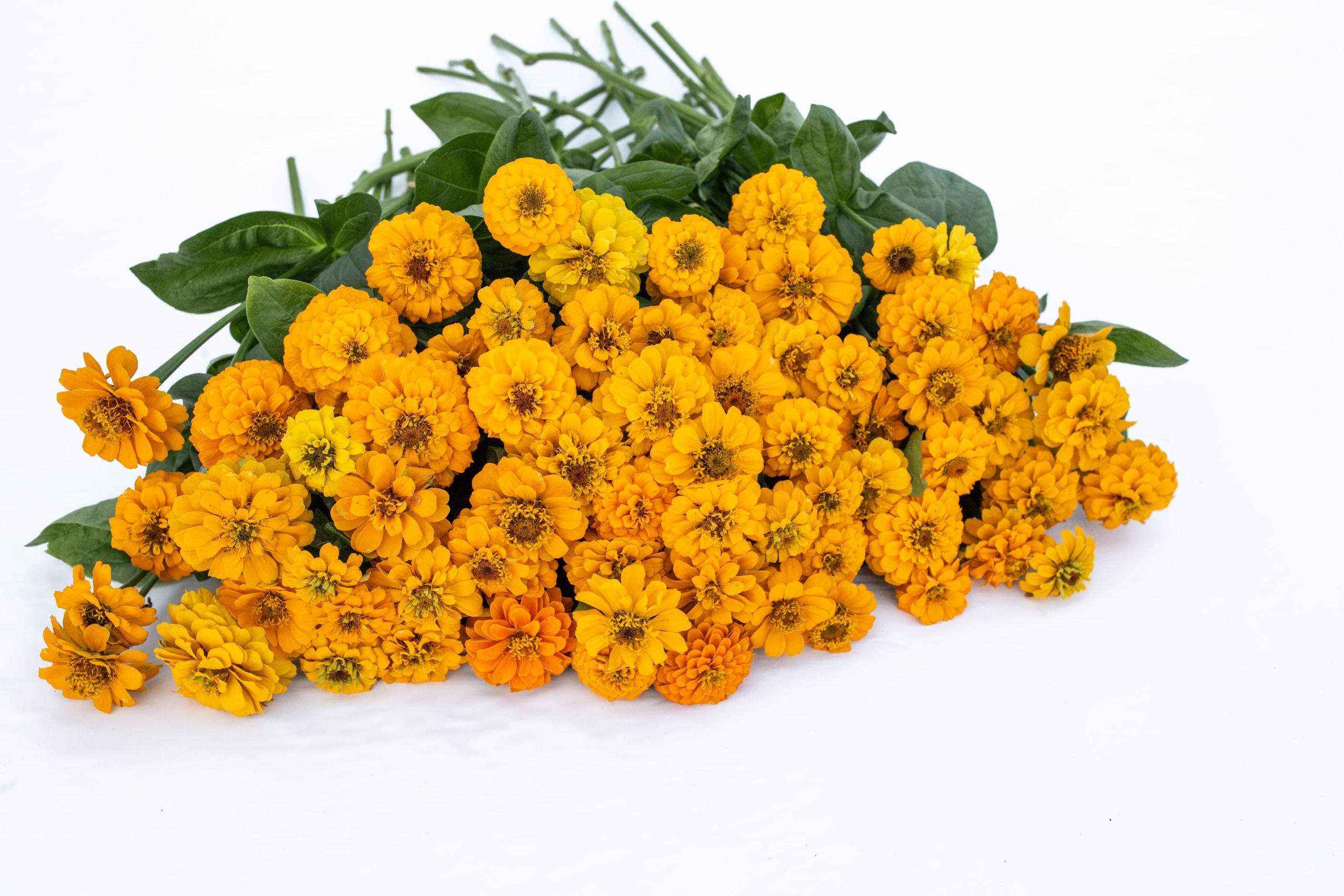 Semena Cínie Oklahoma Golden Yellow · Loukykvět