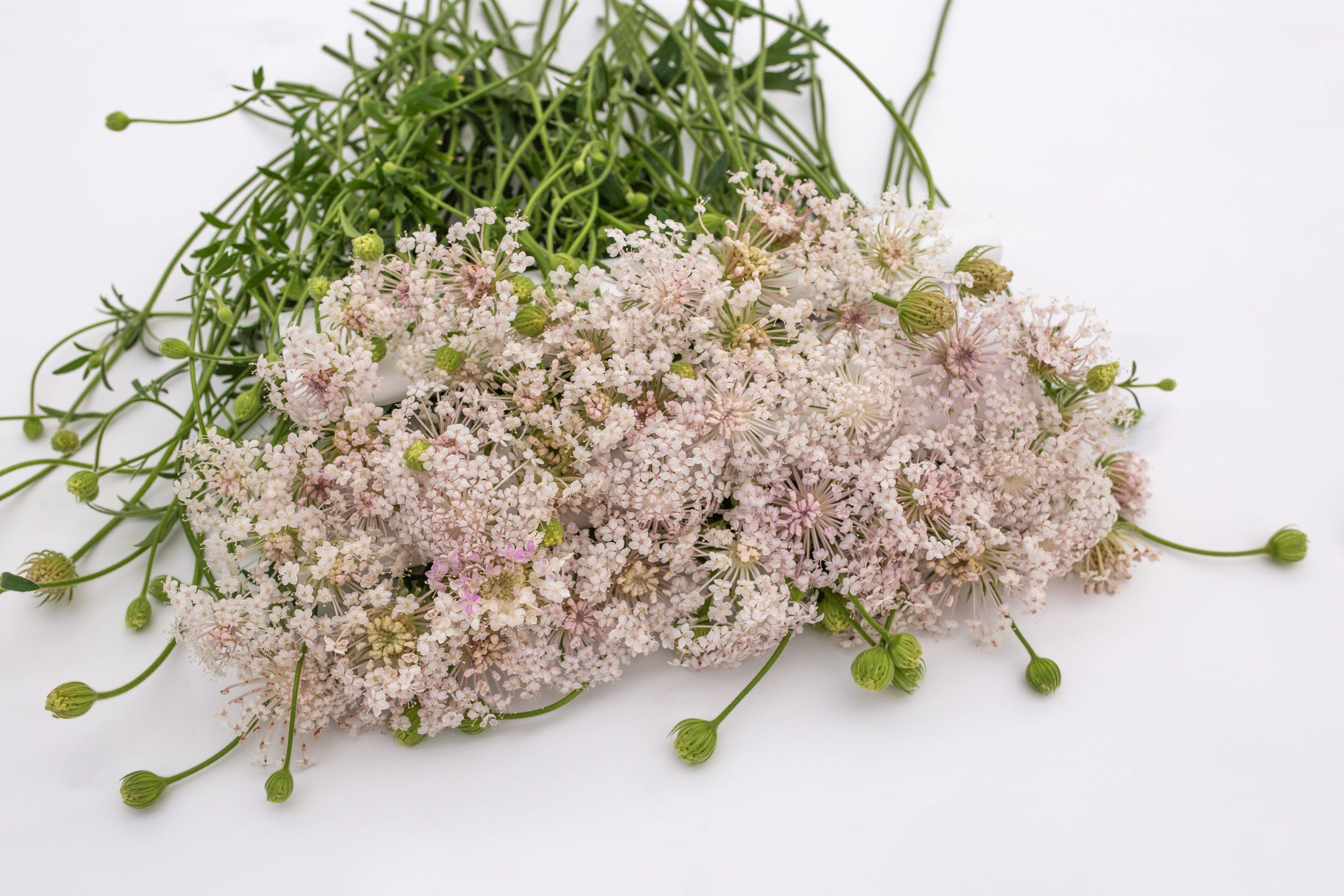 Semena Didiscus Lacy Pink · Loukykvět