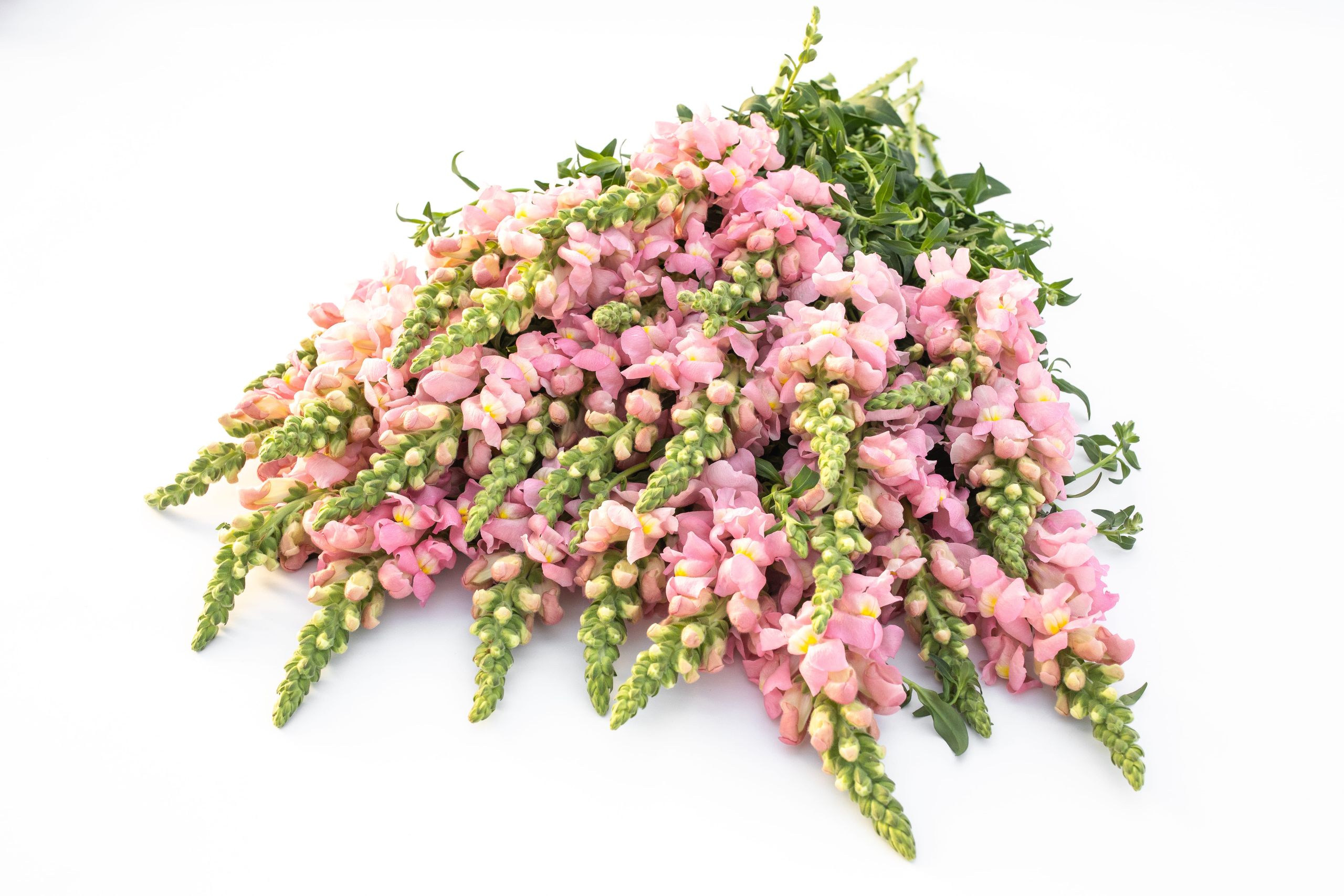 Semena Hledík Costa Light Rose · Loukykvět