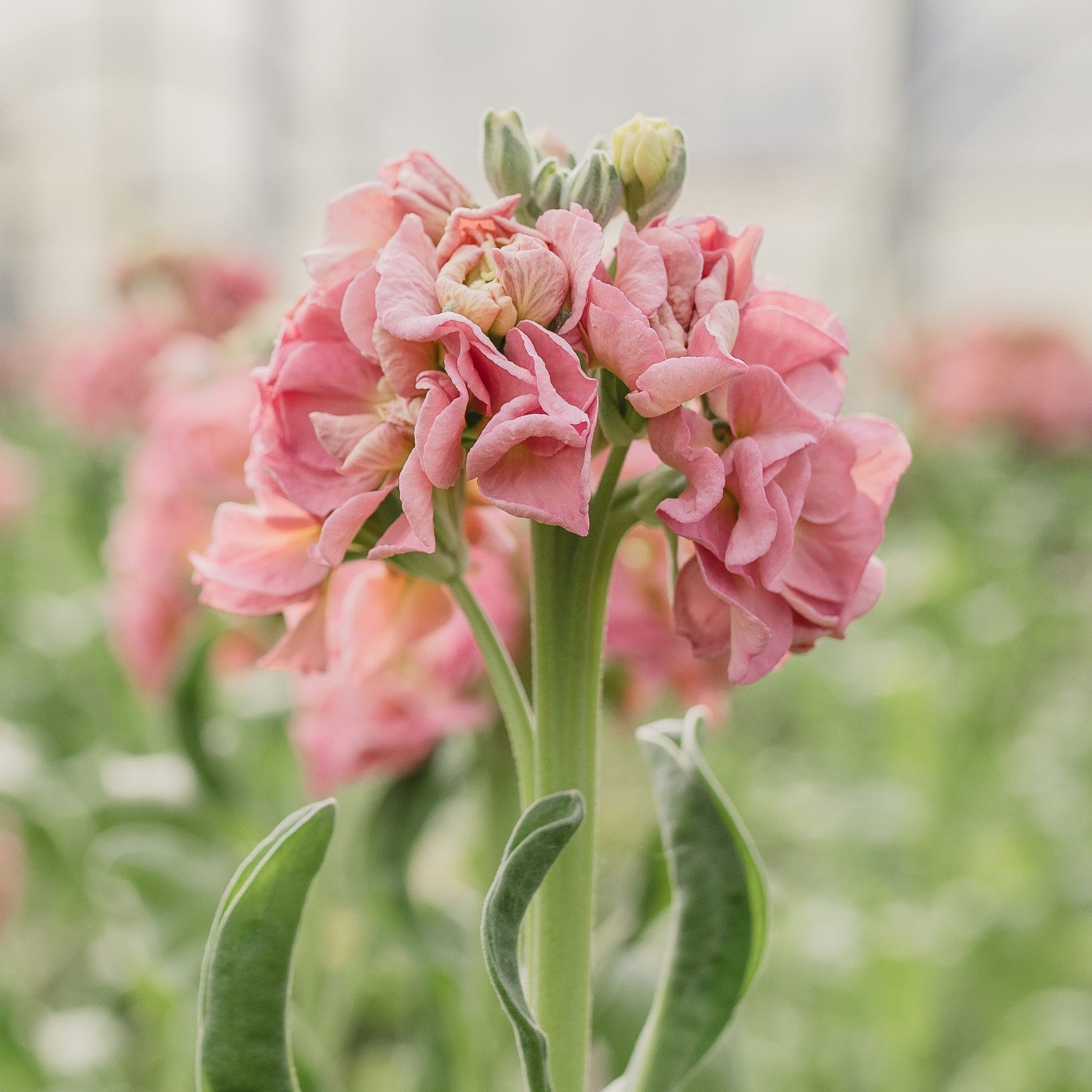 Semena Fiala StoX Antique Rose · Loukykvět