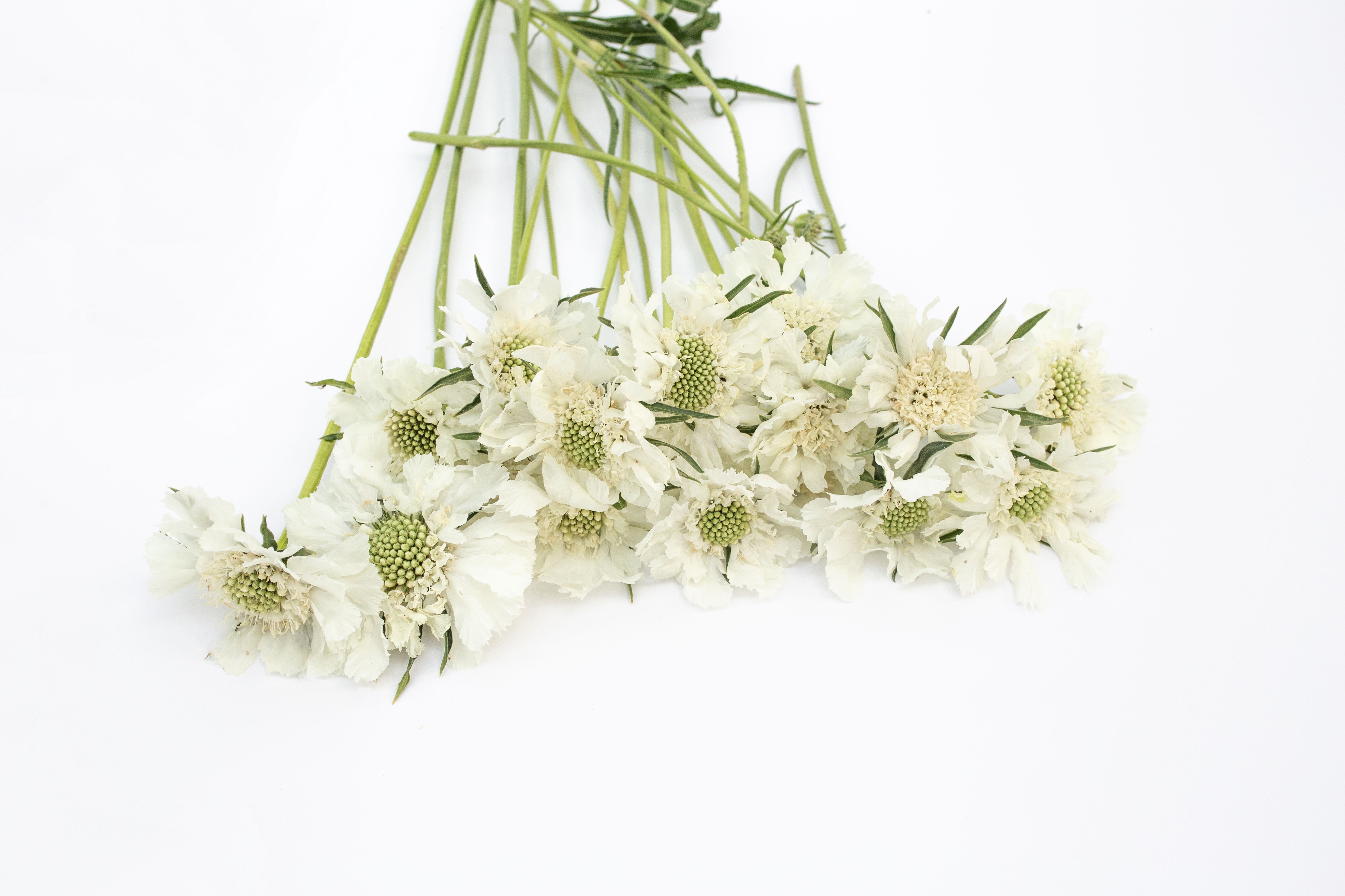 Hlaváč Fama White · Loukykvět