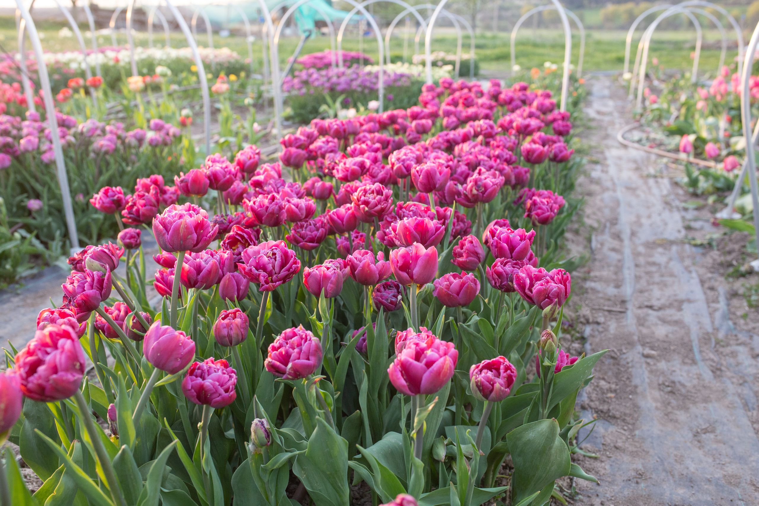 Tulipán Margarita · Loukykvět