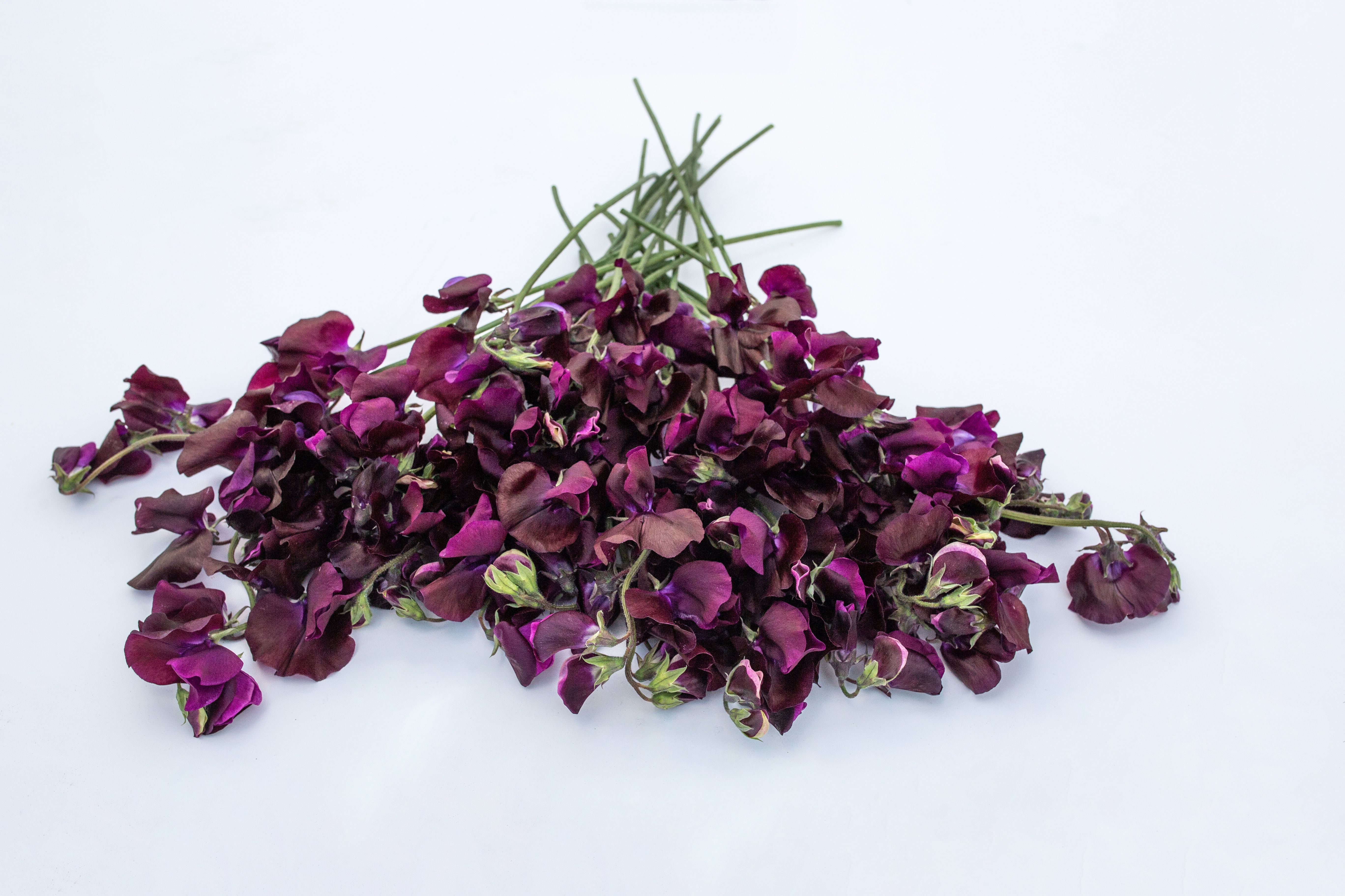 Semena Hrachor vonný Spring Sunshine Burgundy · Loukykvět