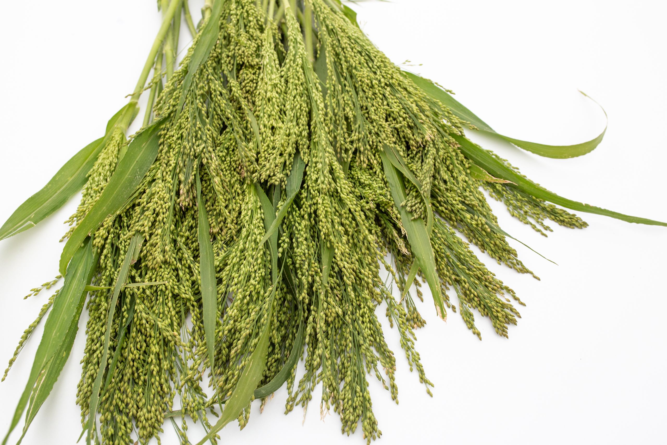 Semena Proso seté QIS Umbrella · Loukykvět