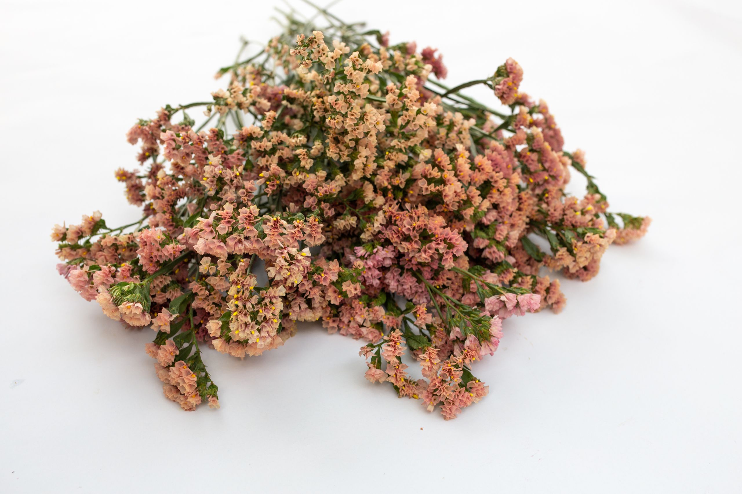 Statice QIS Apricot · Loukykvět