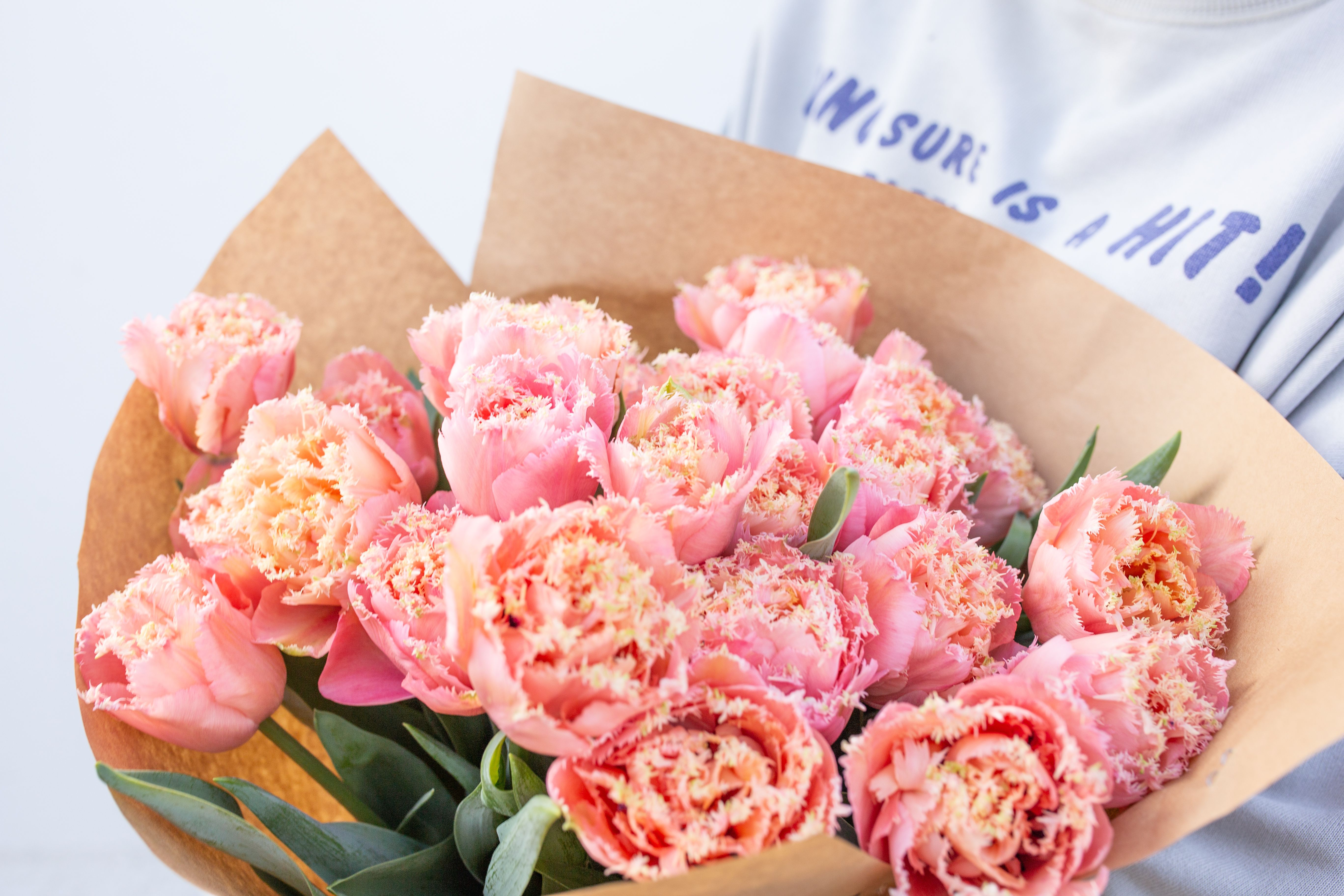 Tulipán Pink Magic · Loukykvět