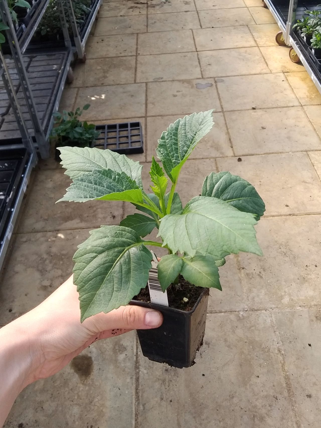 Jiřina Bantling · Loukykvět