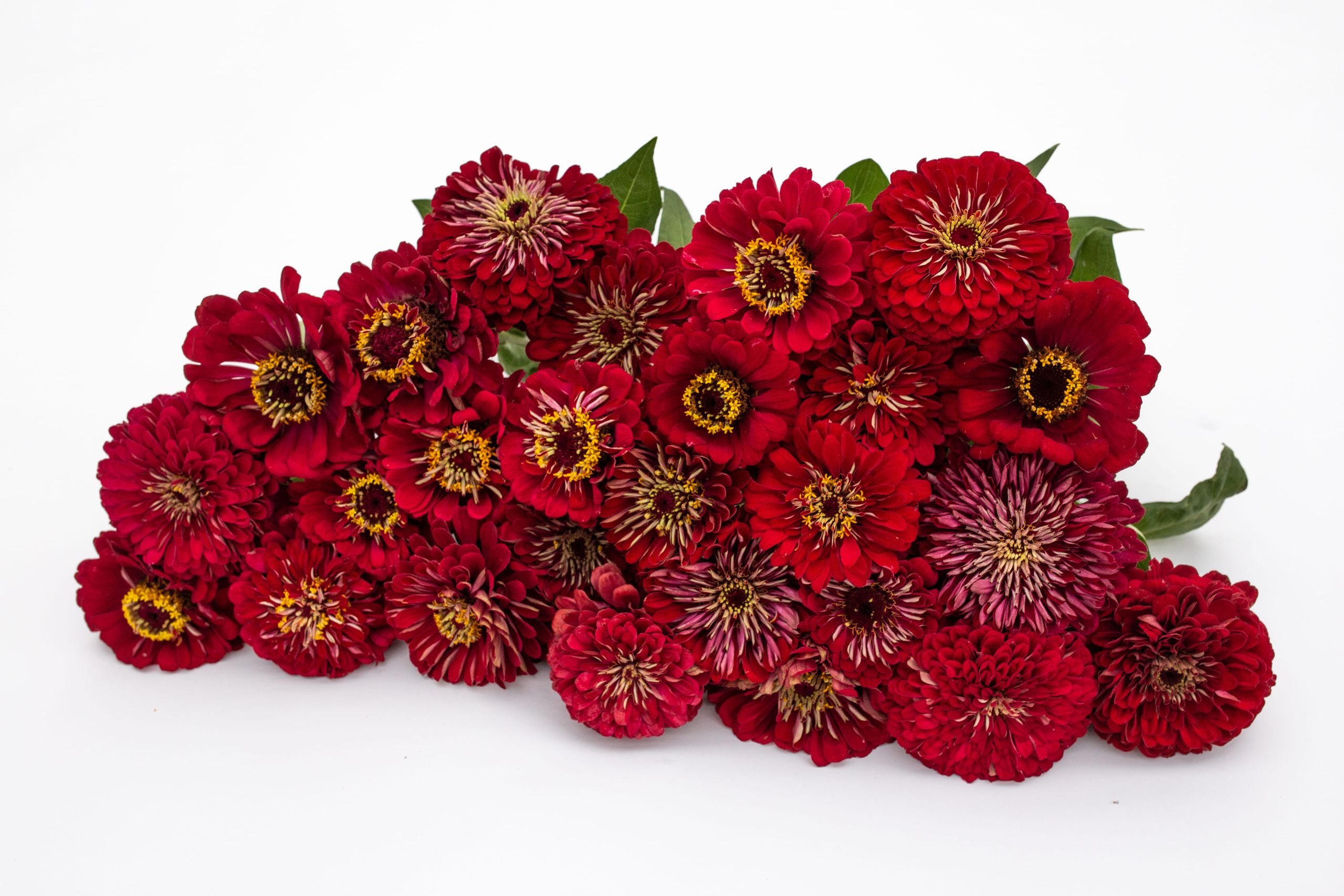 Semena Cínie Benary’s Giant Deep Red · Loukykvět