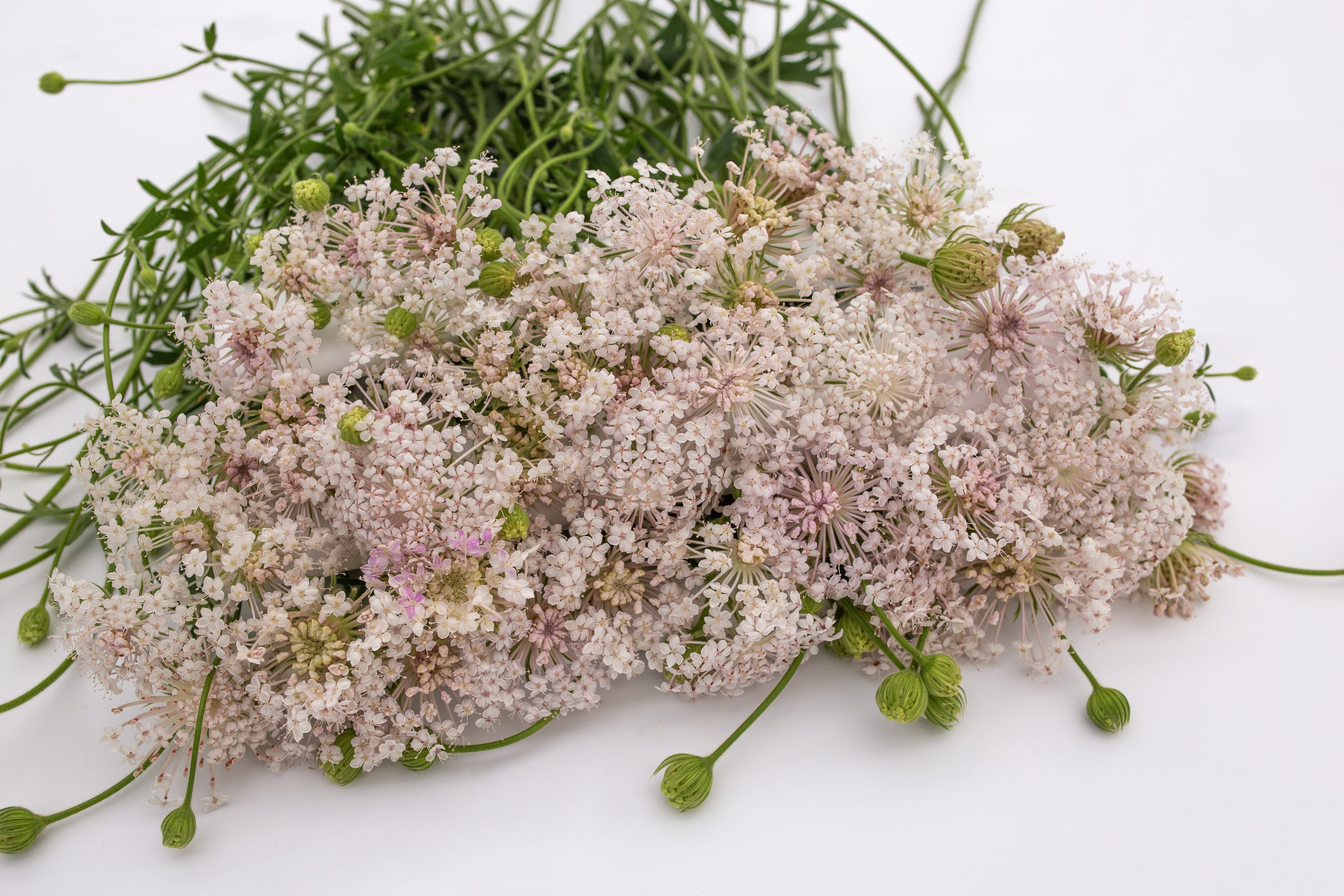 Semena Didiscus Lacy Pink · Loukykvět