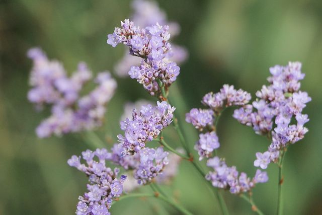 Statice tatarská · Loukykvět