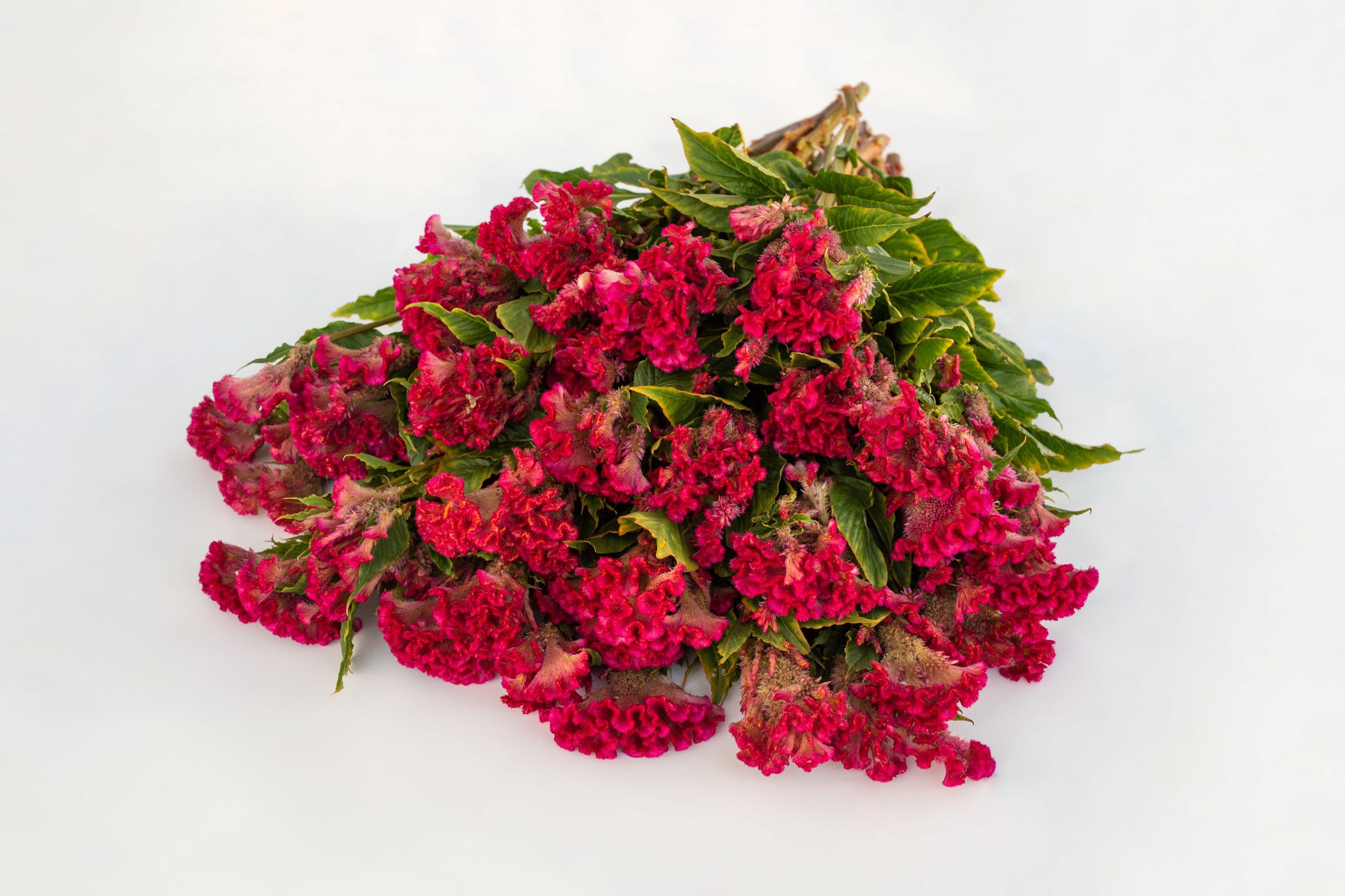 Semena Nevadlec Act Rima Rose · Loukykvět