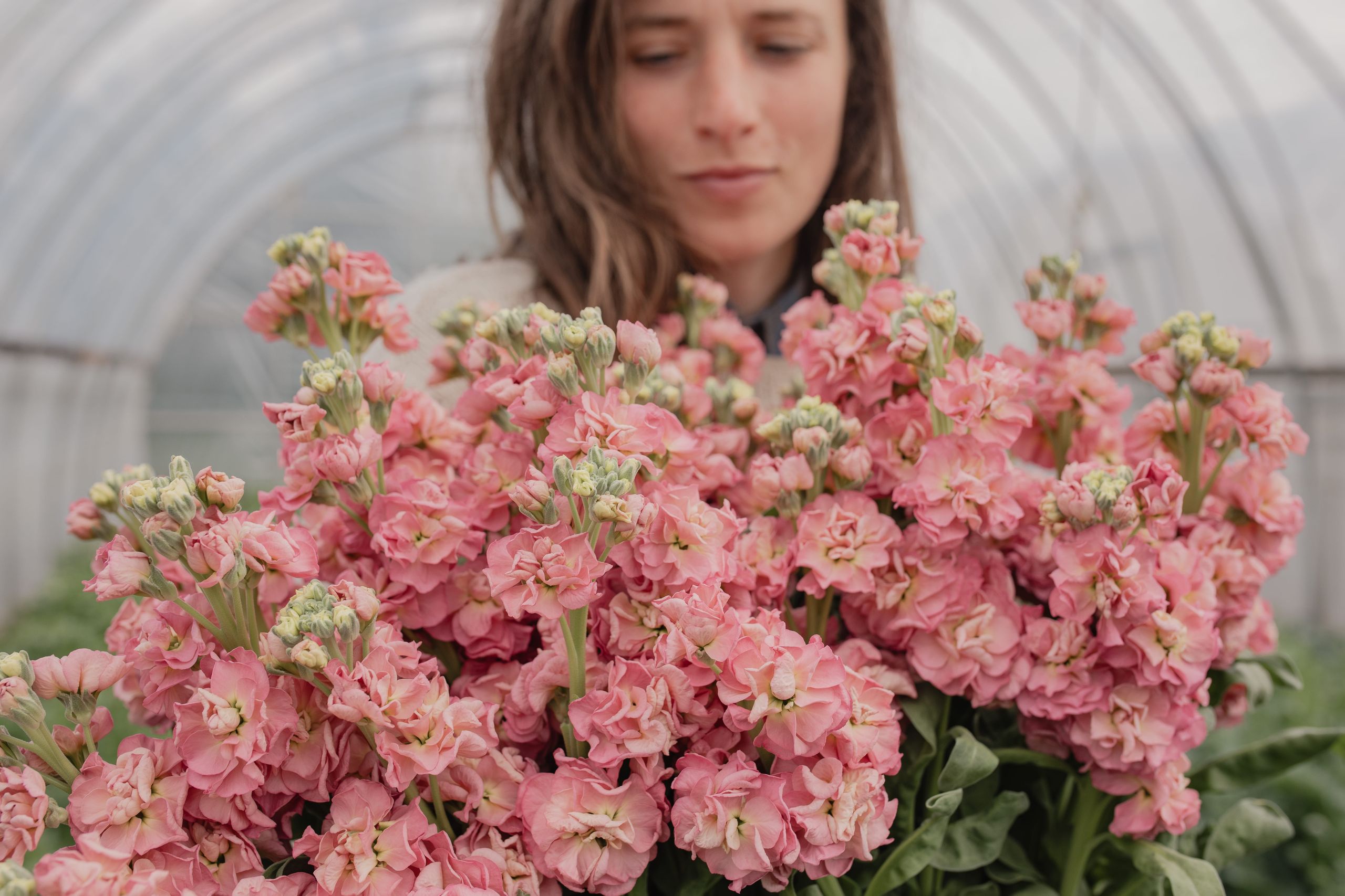 Semena Fiala StoX Antique Rose · Loukykvět