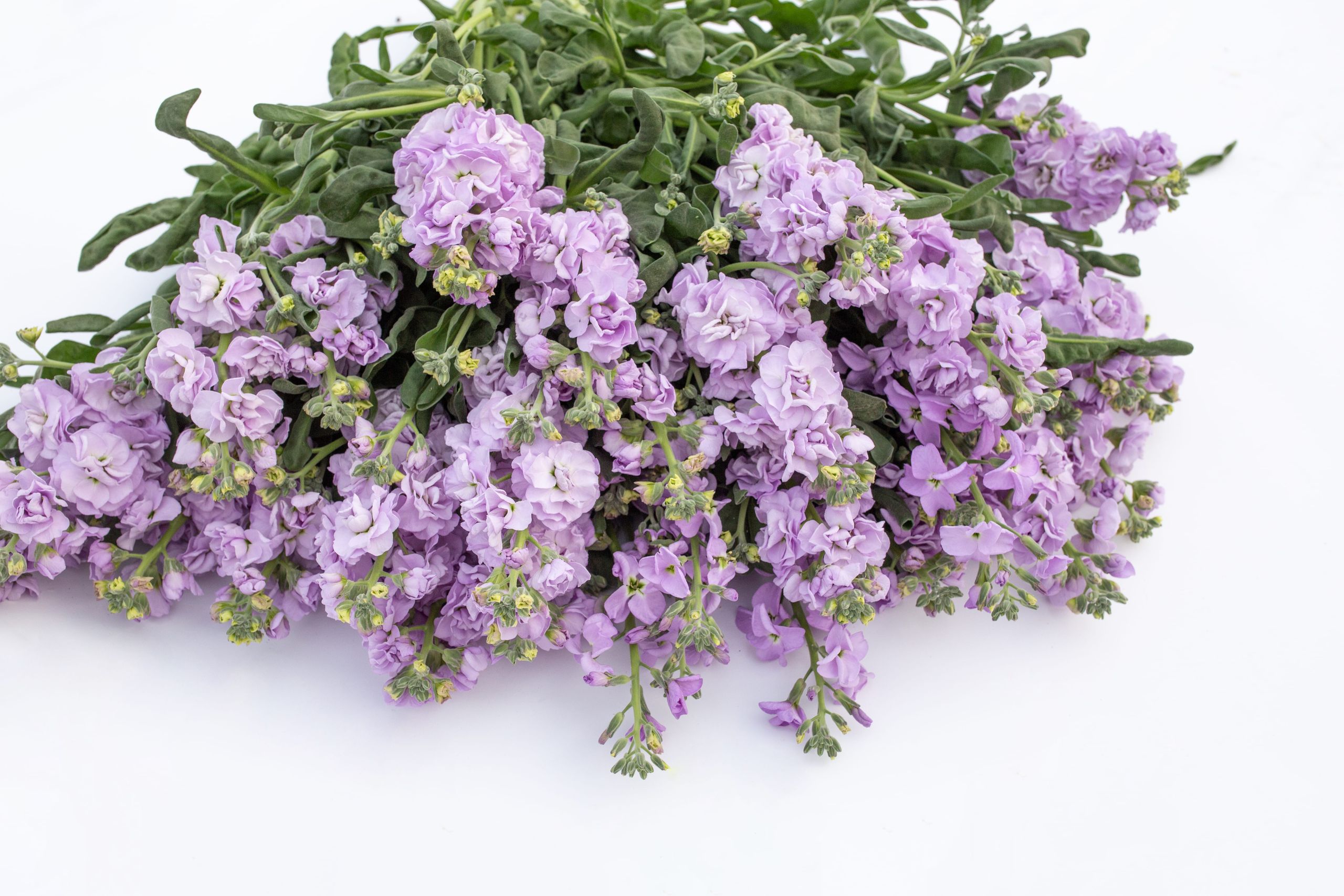 Fiala Quartet Marine