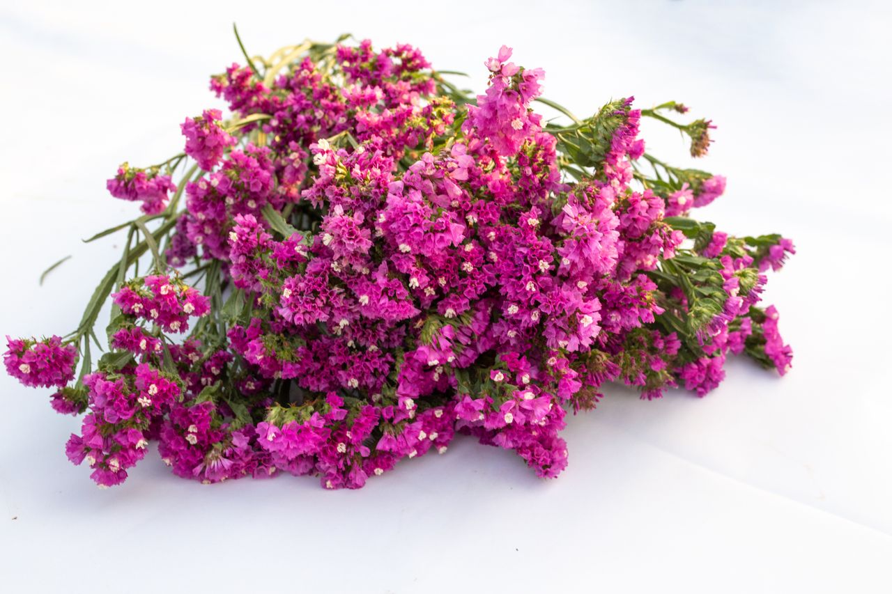 Semena Statice QIS Rose · Loukykvět