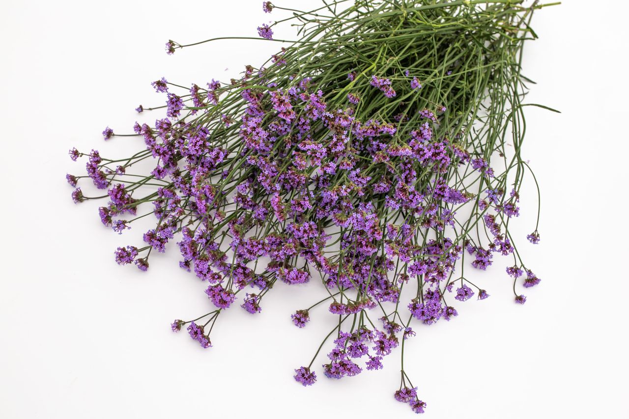 Semena Verbena Vanity · Loukykvět