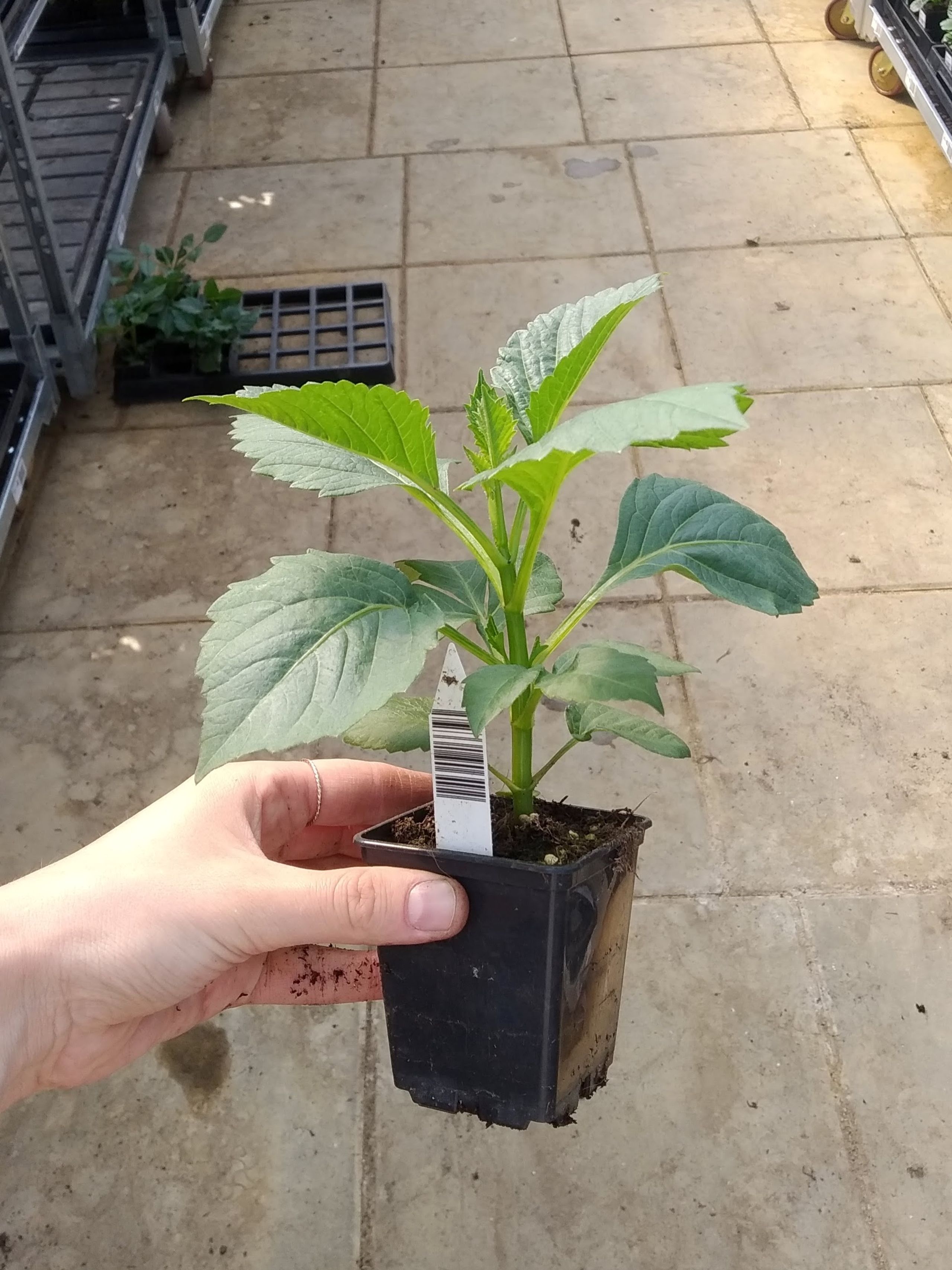 Jiřina Bantling · Loukykvět