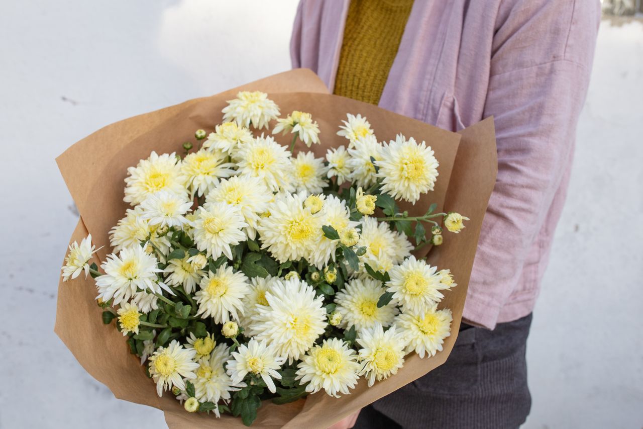 Chryzantéma Gompie White · Loukykvět