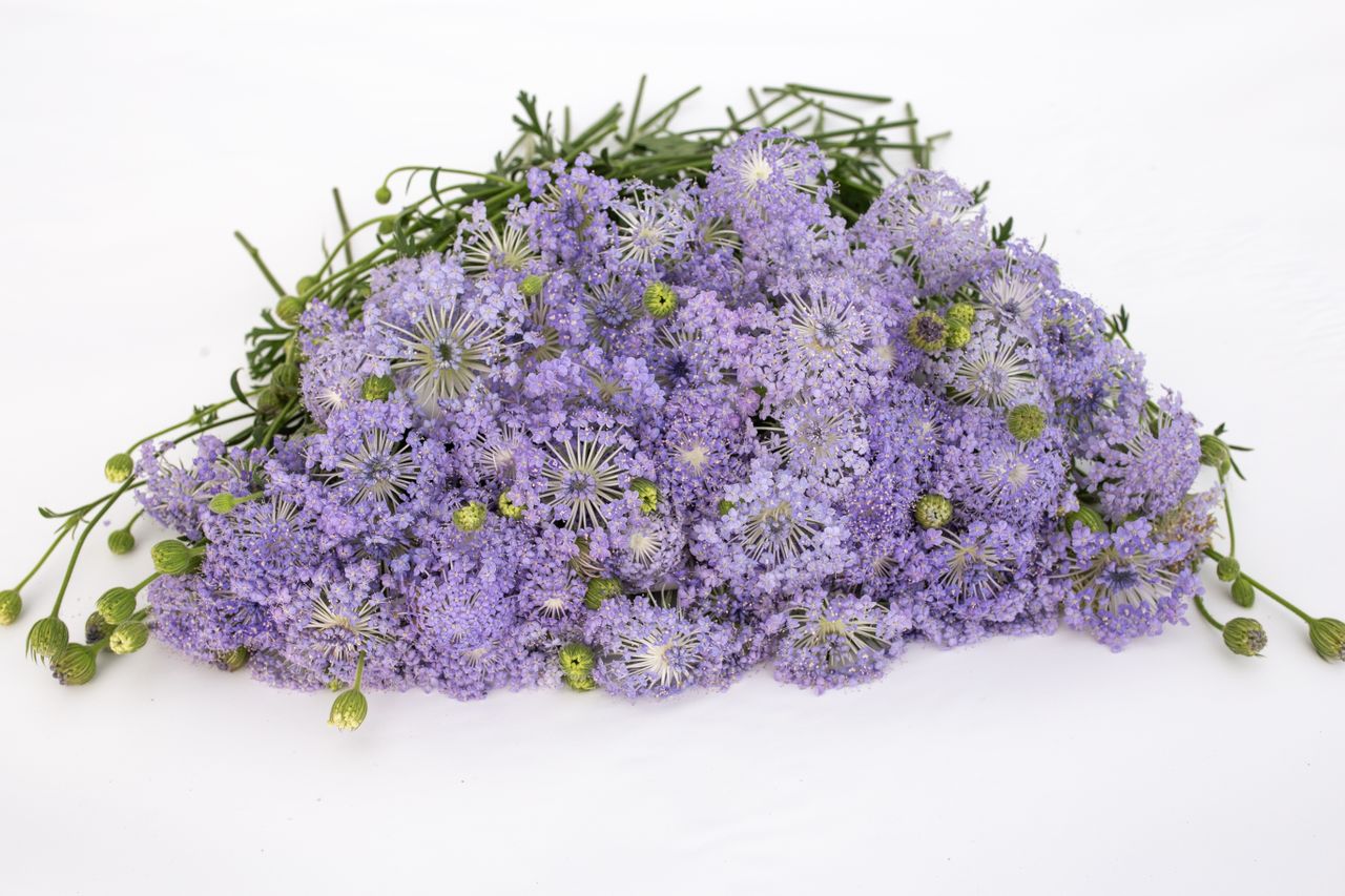 Semena Didiscus Lavender Blue · Loukykvět
