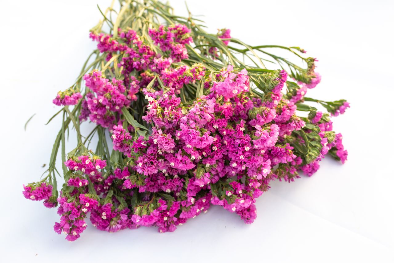 Semena Statice QIS Rose · Loukykvět