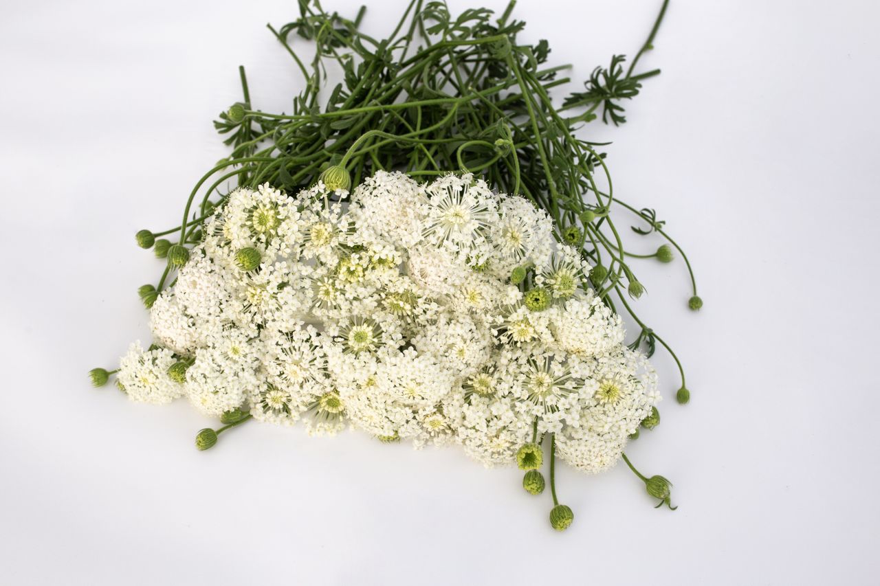 Semena Didiscus Lacy White · Loukykvět
