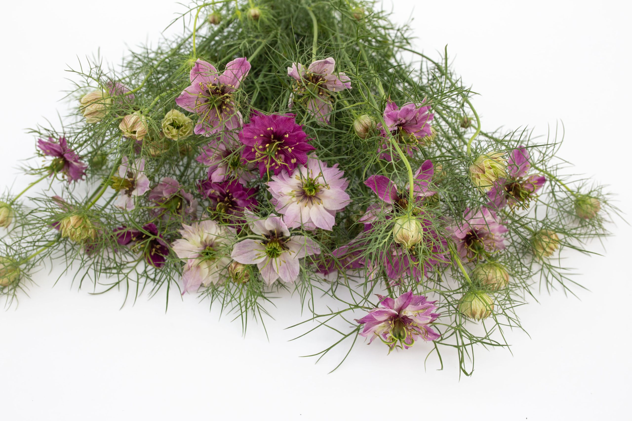 Semena Černucha Miss Jekyll Rose · Loukykvět