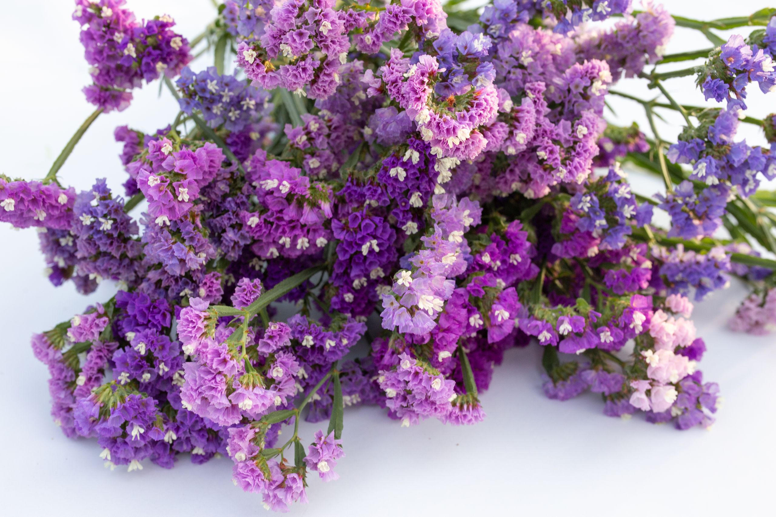 Semena Statice QIS Pastel · Loukykvět