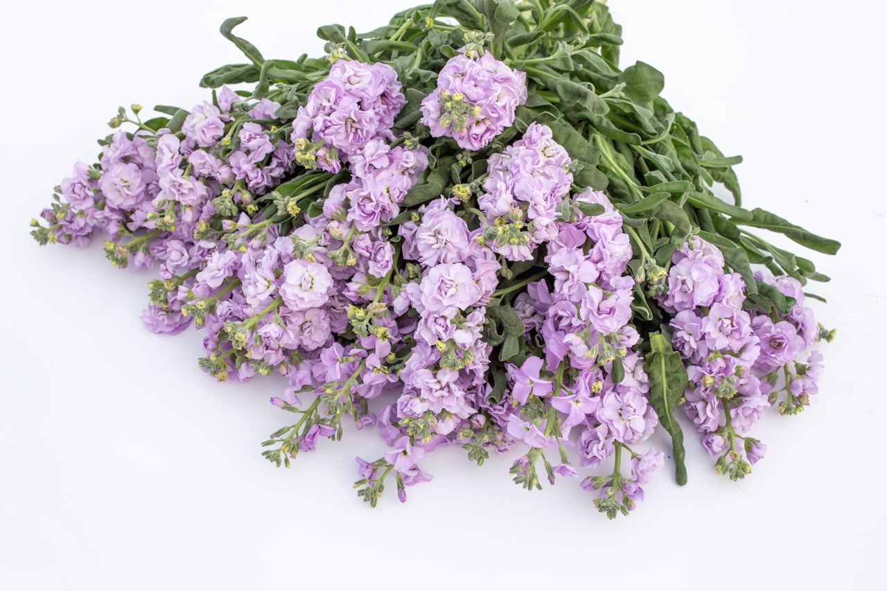 Matthiola incana