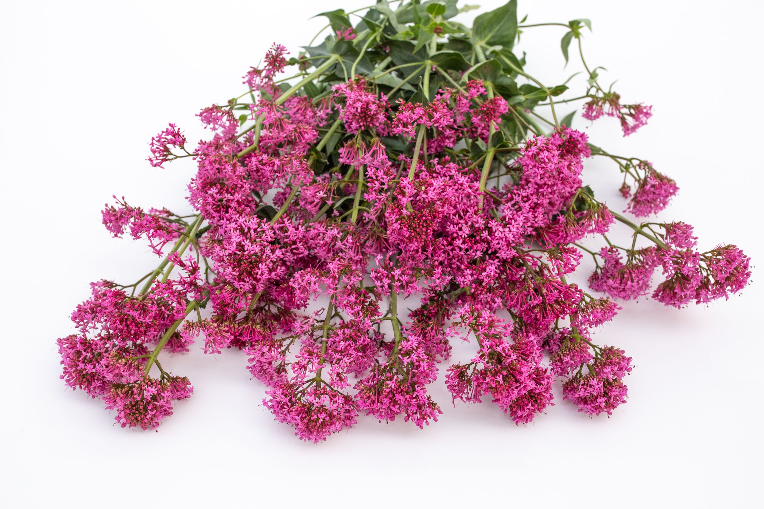Semena Mavuň Rosato Rose Pink · Loukykvět